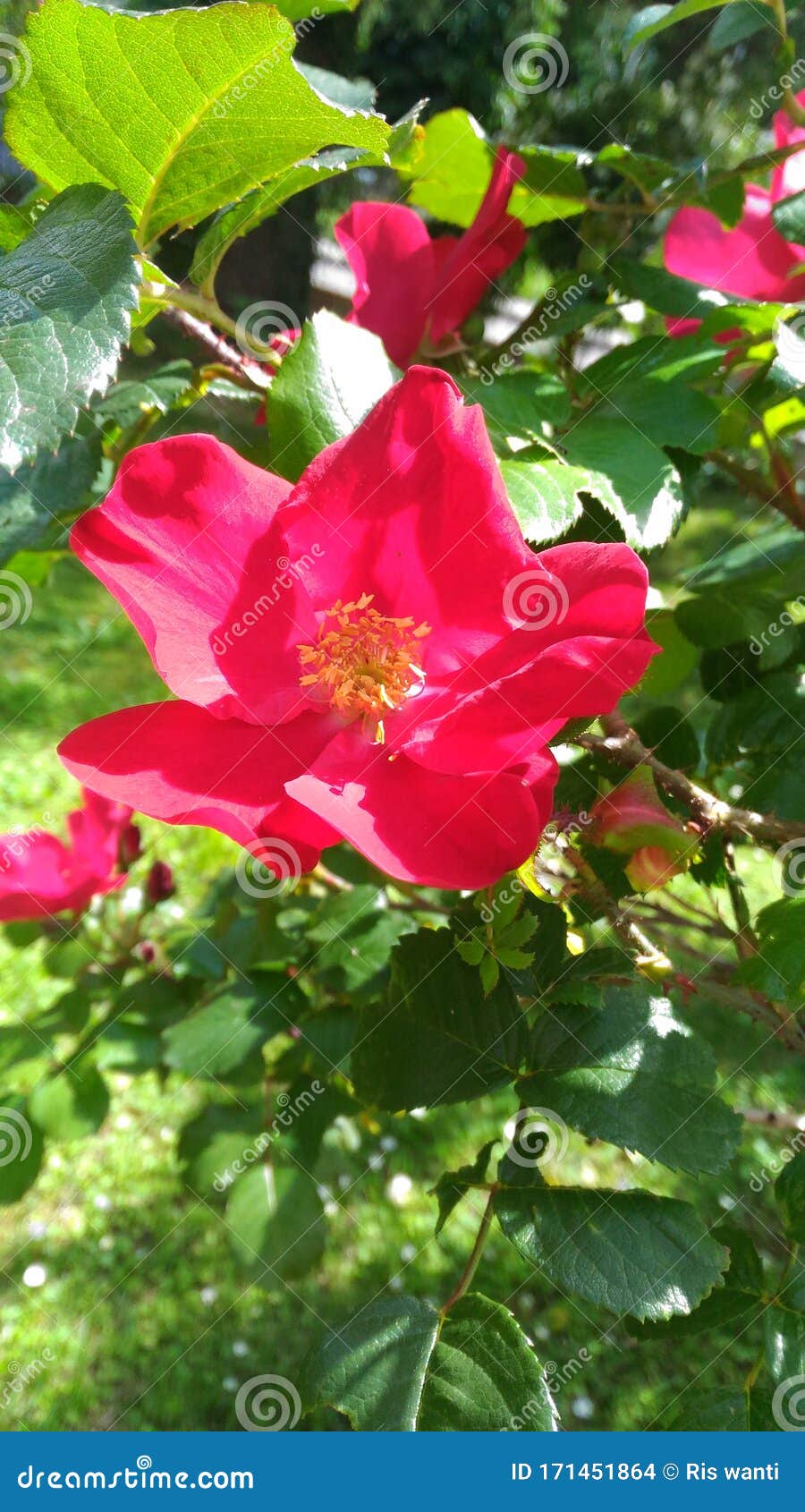 Magic red rose stock photo. Image of flower, rose, magic - 171451864