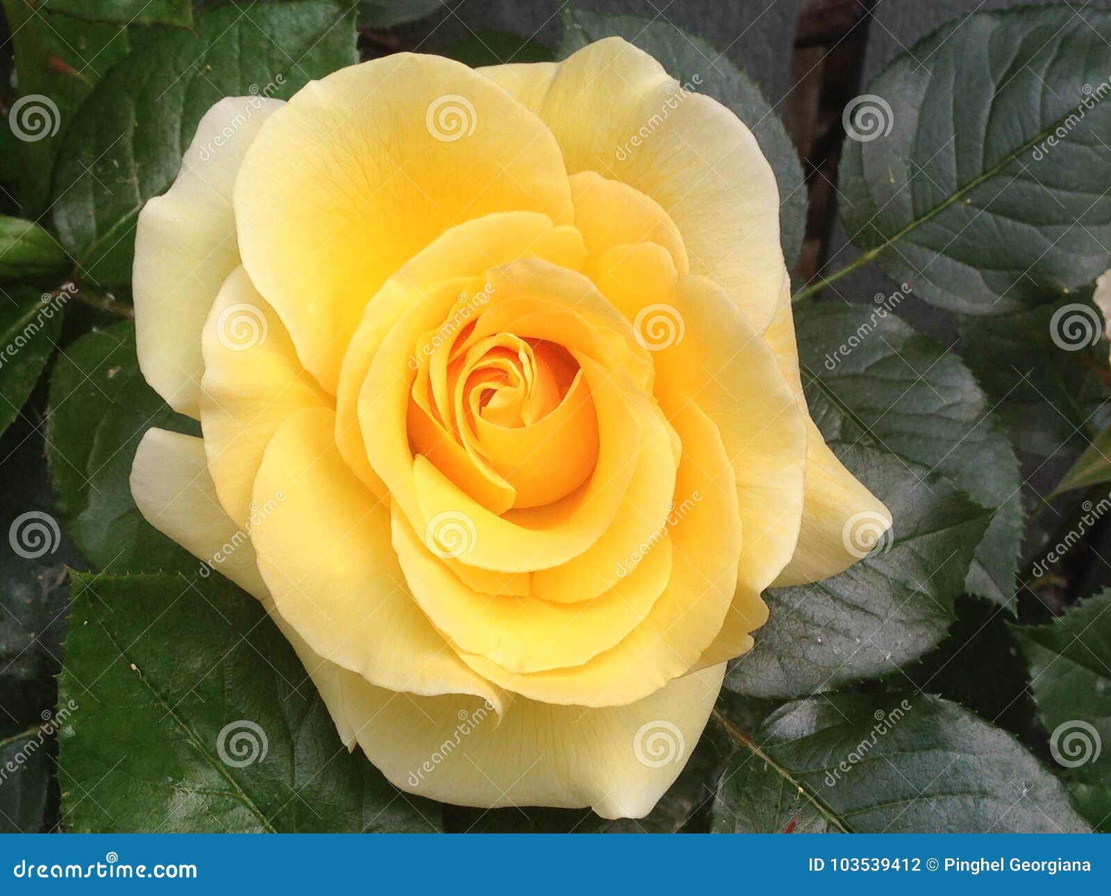 All about roses stock photo. Image of colors, beauty - 103539412