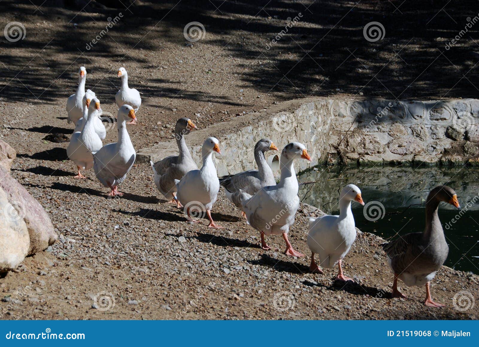 All in a row stock photo. Image of white, group, agriculture - 21519068
