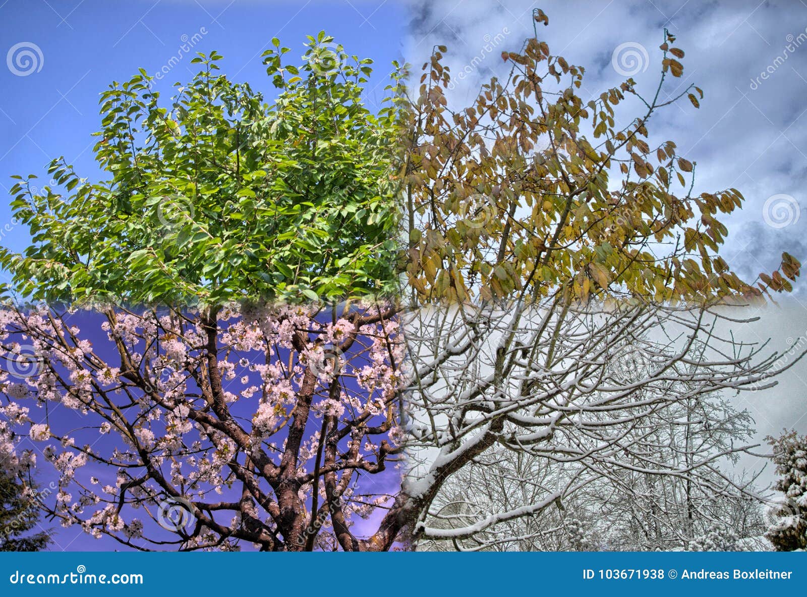 All 4 Seasons Tree in One Photo Stock Photo - Image of green, spring ...
