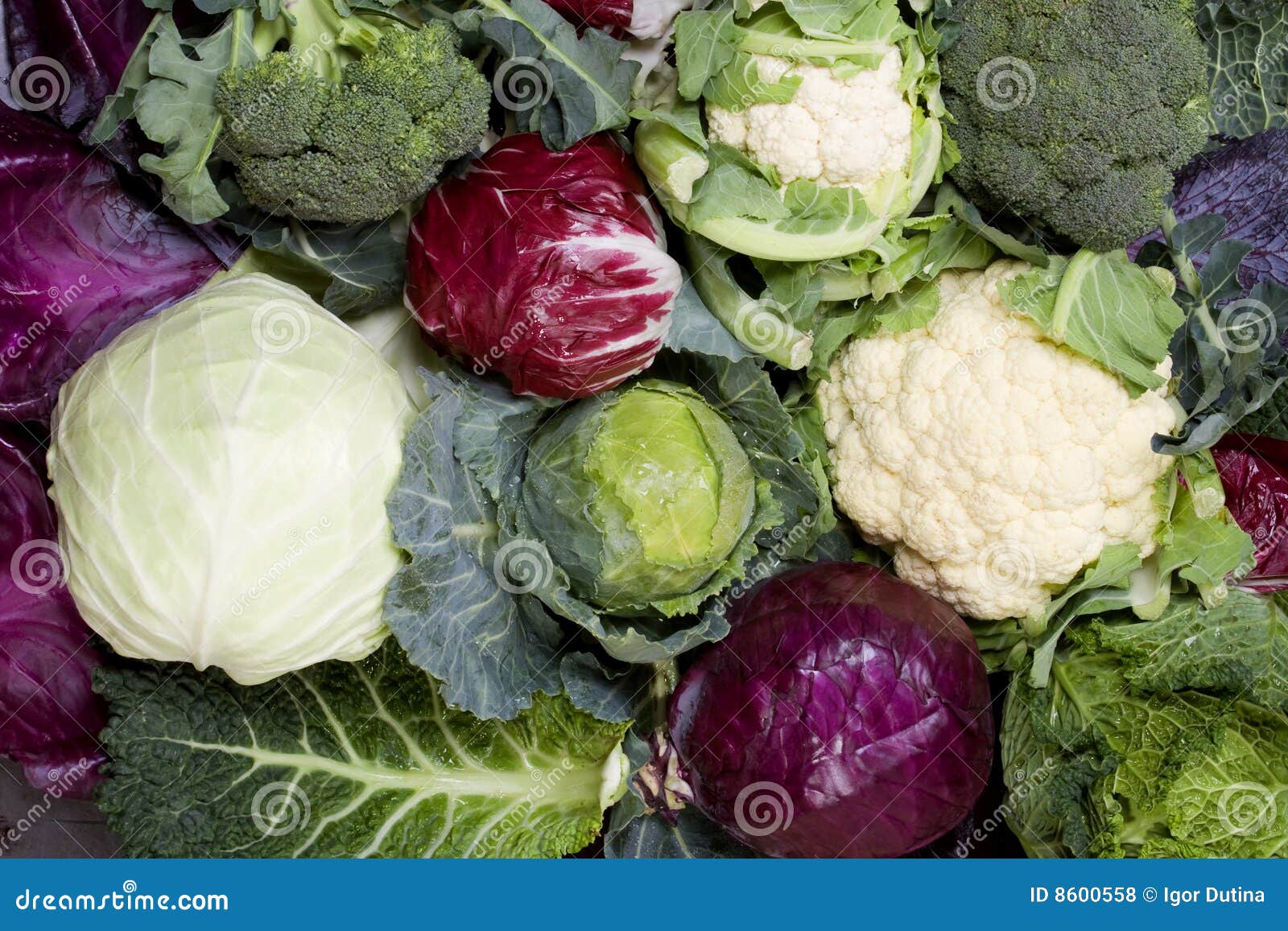 All sorts of cabbage stock photo. Image of pink, nutrition - 8600558