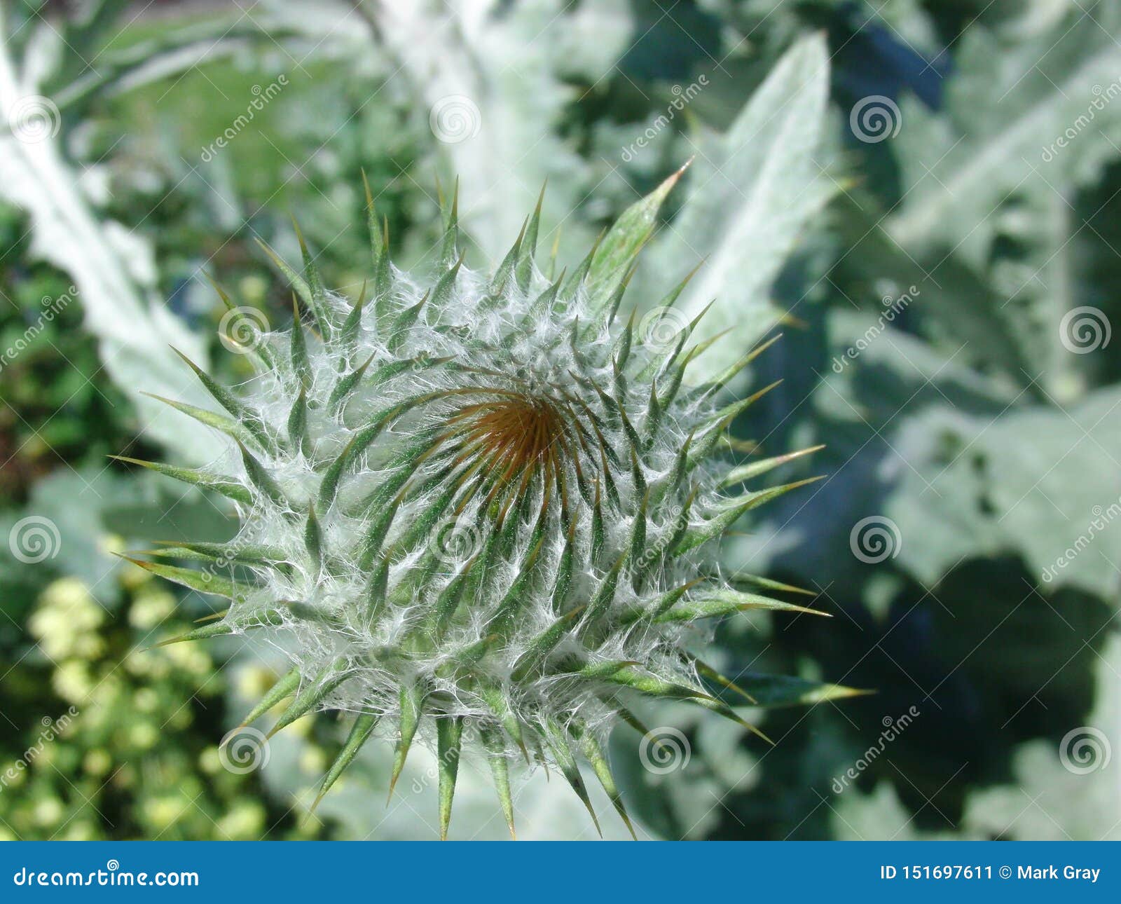 All Spikey stock image. Image of spikey, flowerbud, plant - 151697611