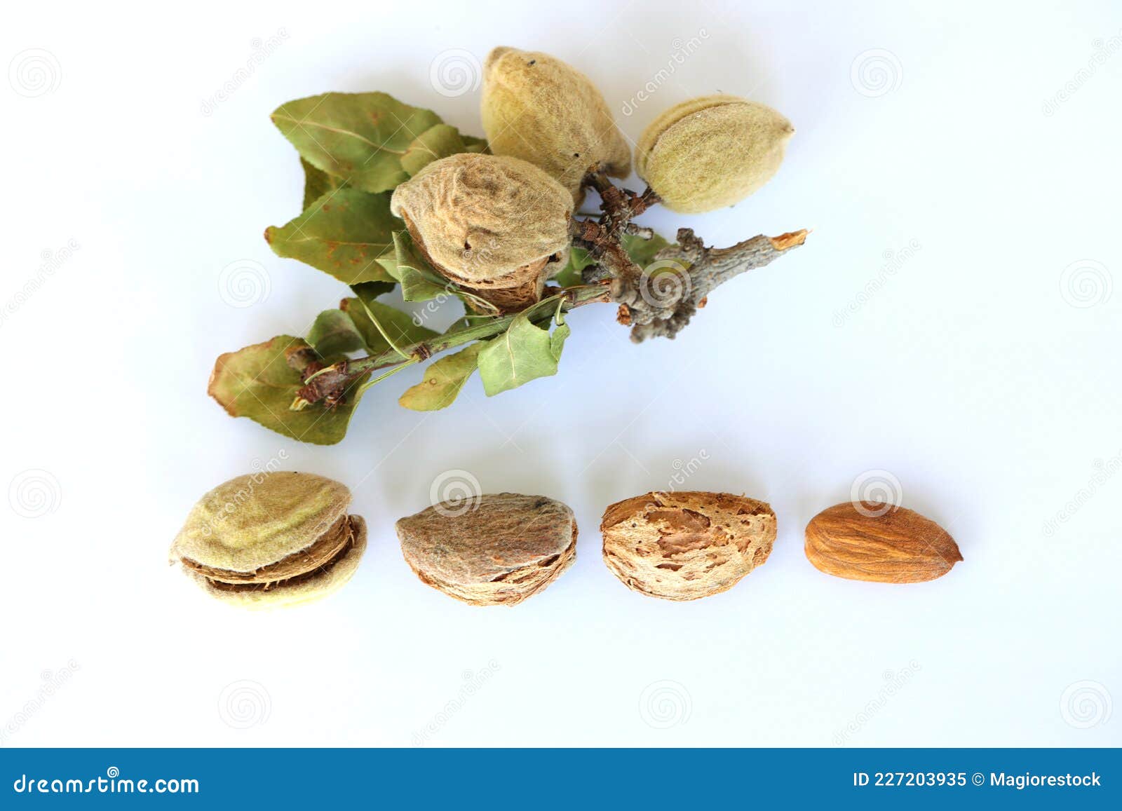 All Stages of Almond Growth and Development. Stock Image - Image of ...