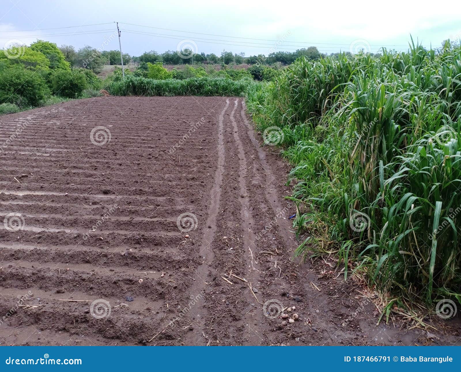 All Three Long Lines are Visible for Sowing in the Field. Stock Image ...