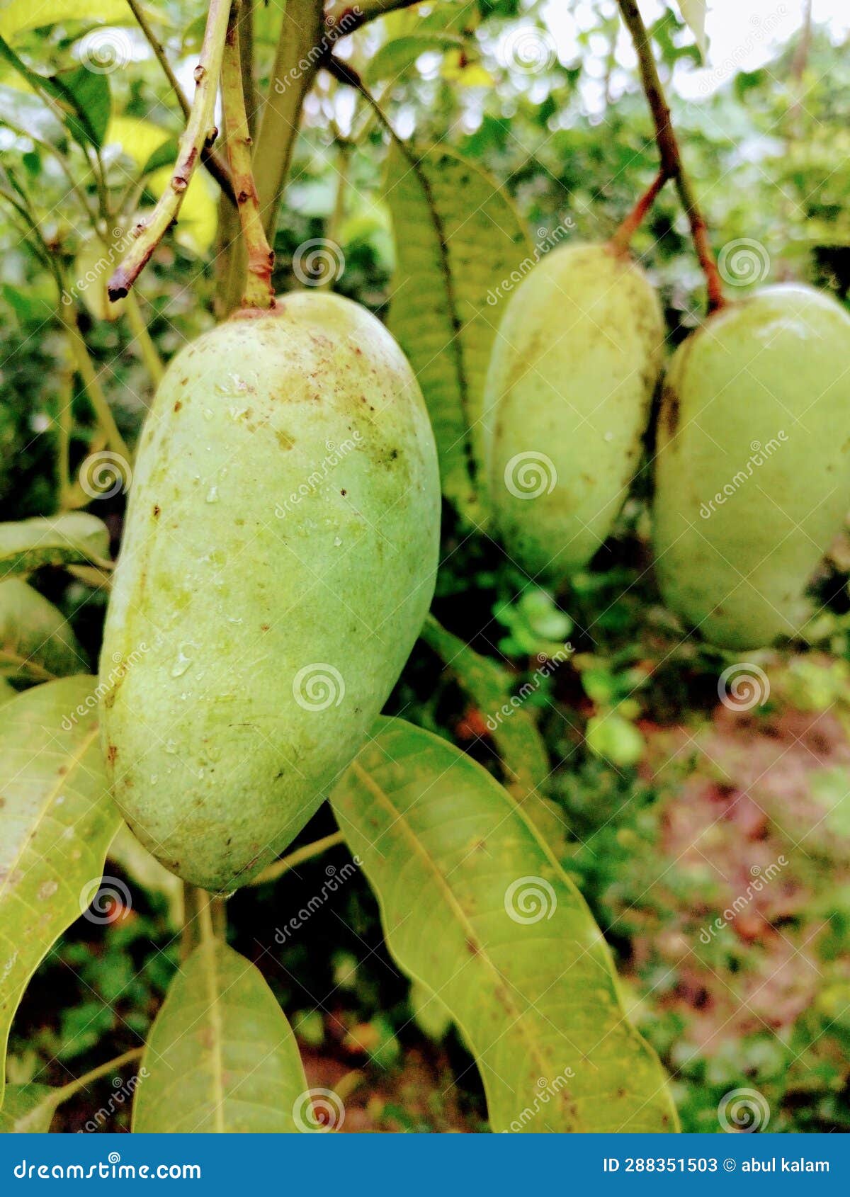 All-time Catimon Mango in August in a Tree Stock Image - Image of ...