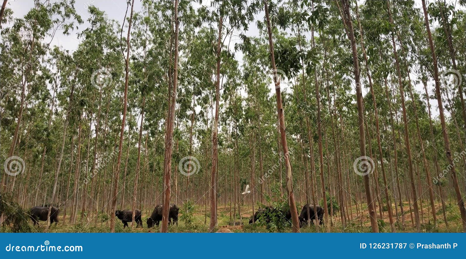 Trees stock image. Image of buffalo, wallpaper, trees - 126231787