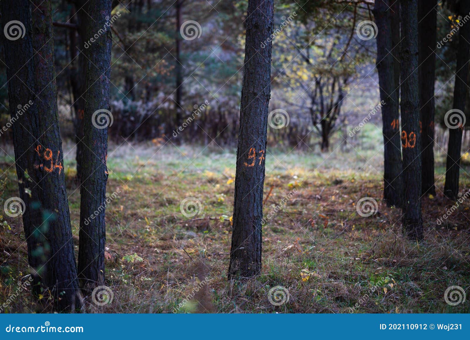 Trees with numbers stock photo. Image of woodland, meadow - 202110912