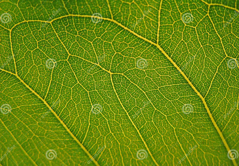 All in veins stock image. Image of network, green, route - 13503441