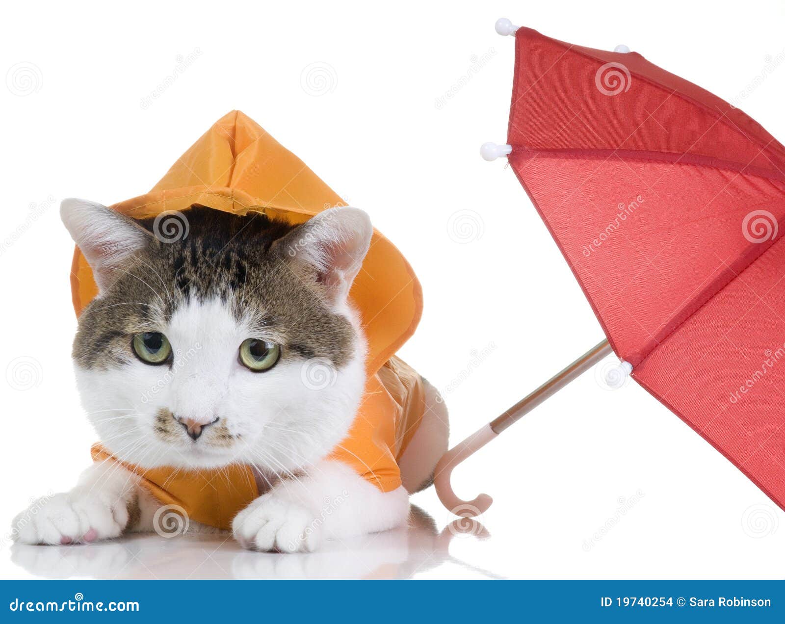 All-Weather Cat stock photo. Image of adorable, weather - 19740254