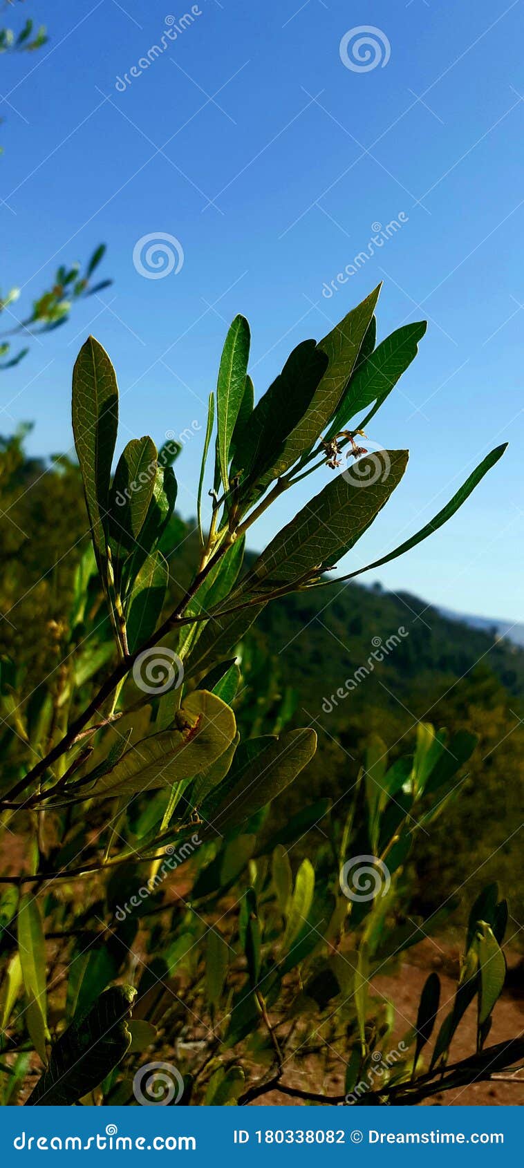 Allah s creation nature stock photo. Image of food, wildflower - 180338082