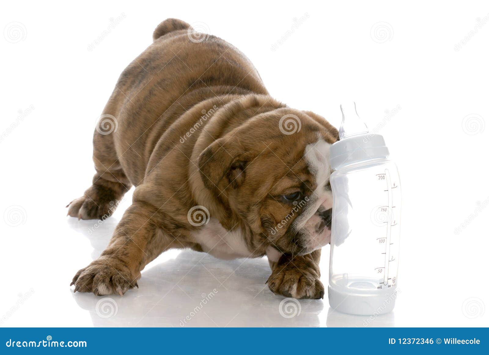 Allaitement Au Biberon Du Jeune Chiot Photo stock - Image du alimenter ...