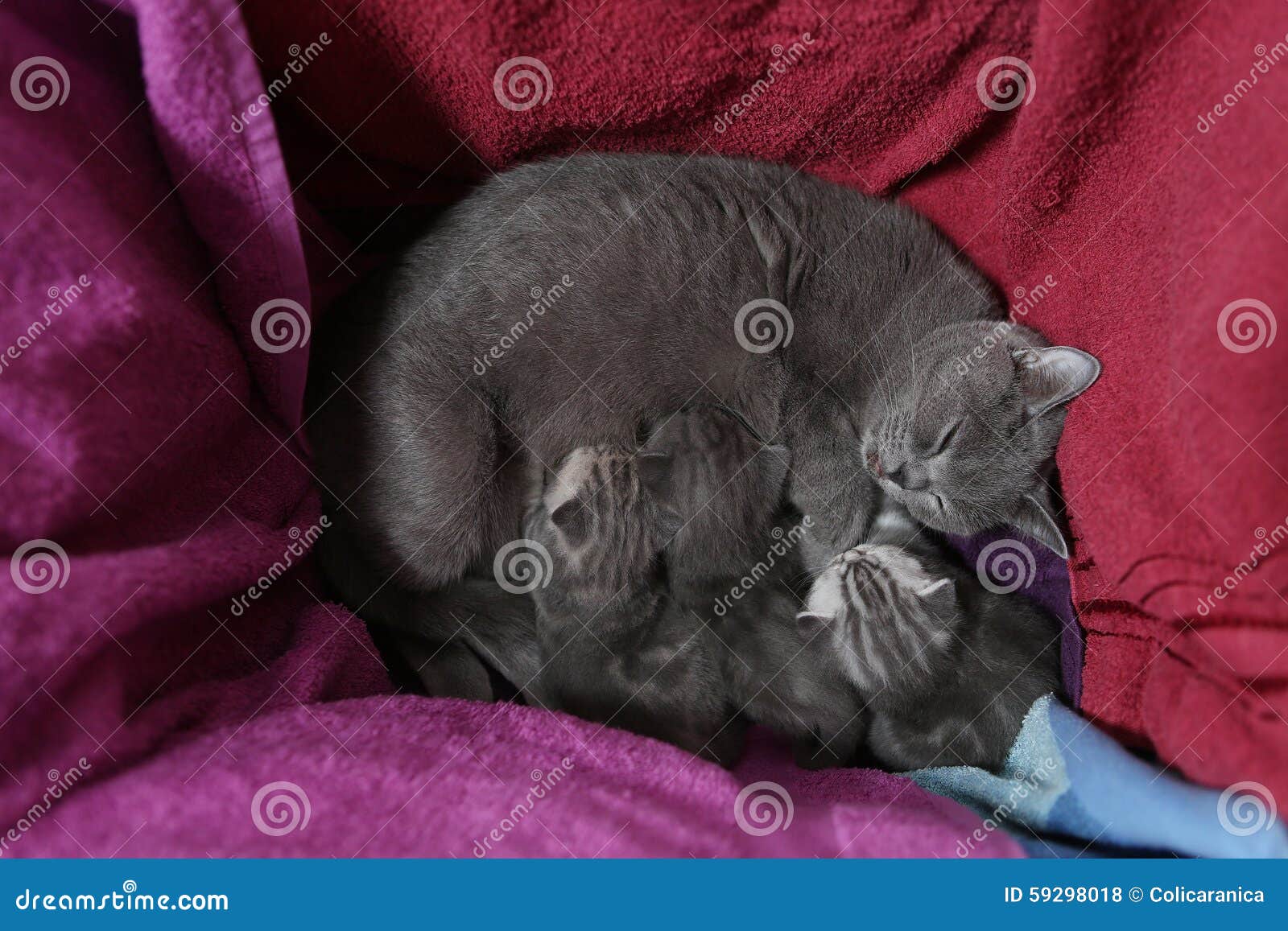 Allaiter animal photo stock. Image du patte, chéris, soin - 59298018