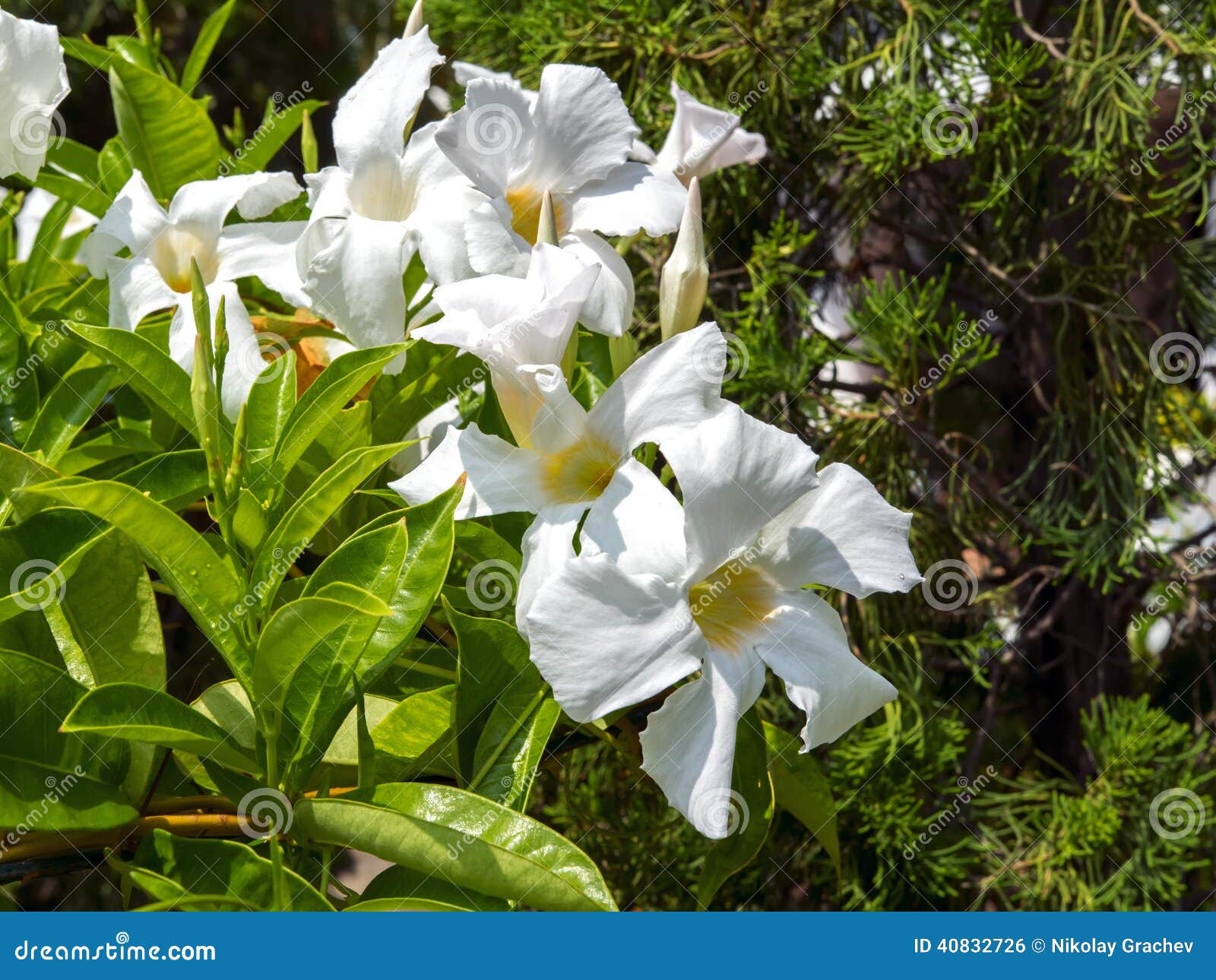 Allamanda on Background of Coniferous Tree. Stock Photo - Image of ...