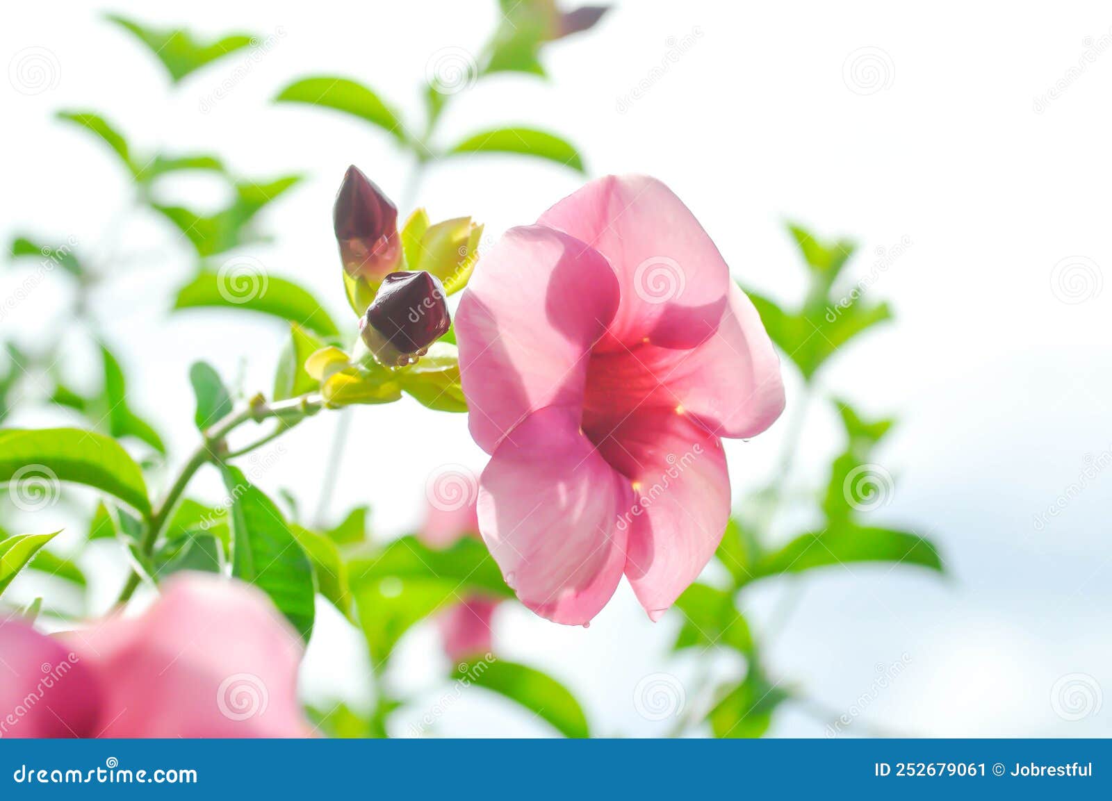 Allamanda Blanchetii, Purple Allamanda or Violet Allamanda or Allamanda ...