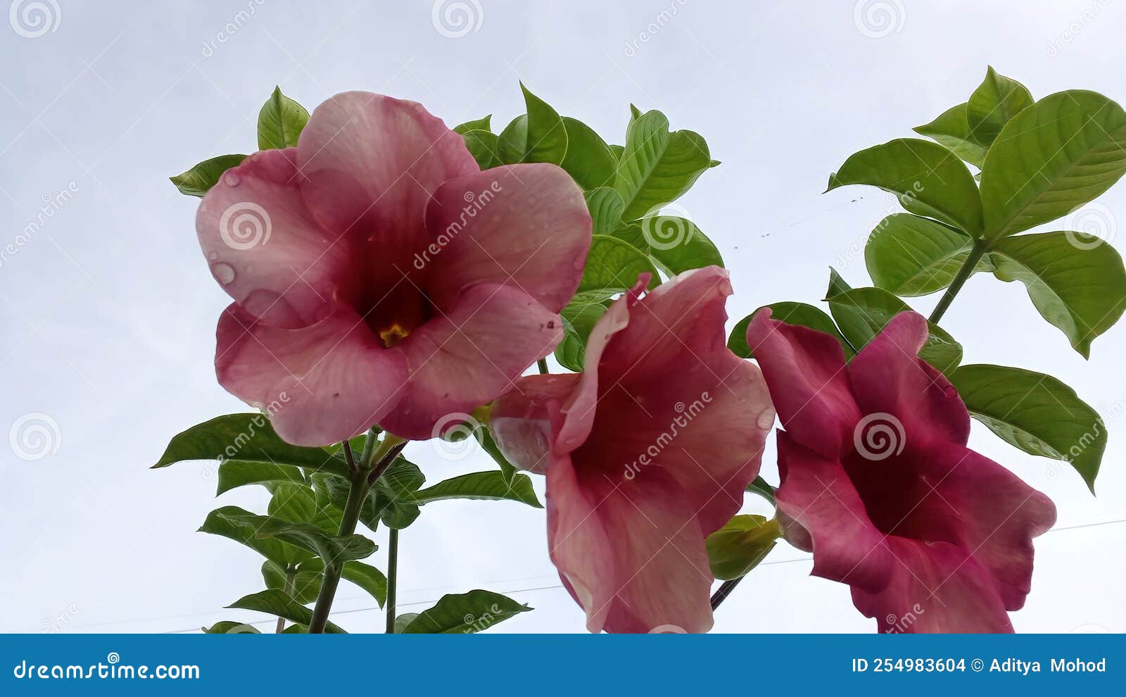 Allamanda Bush stock photo. Image of plant, lilac, water - 254983604