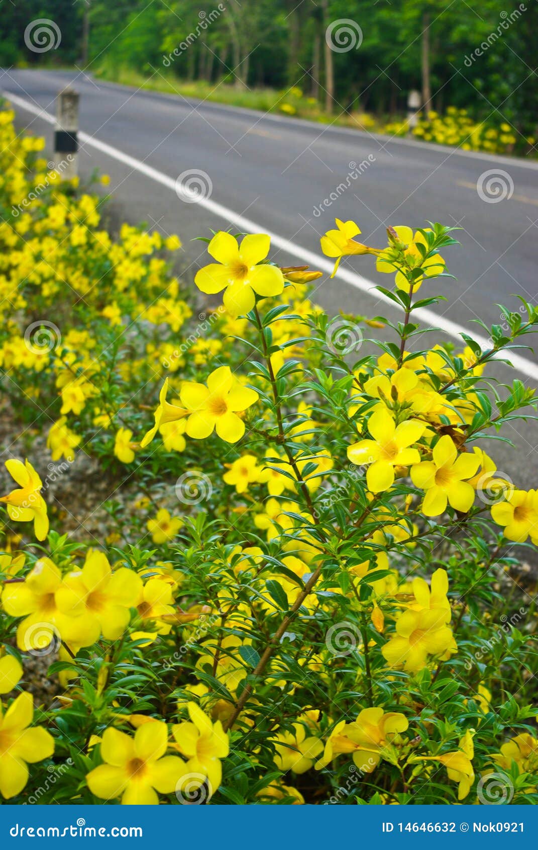 Allamanda cathartica stock photo. Image of macro, orchid - 14646632