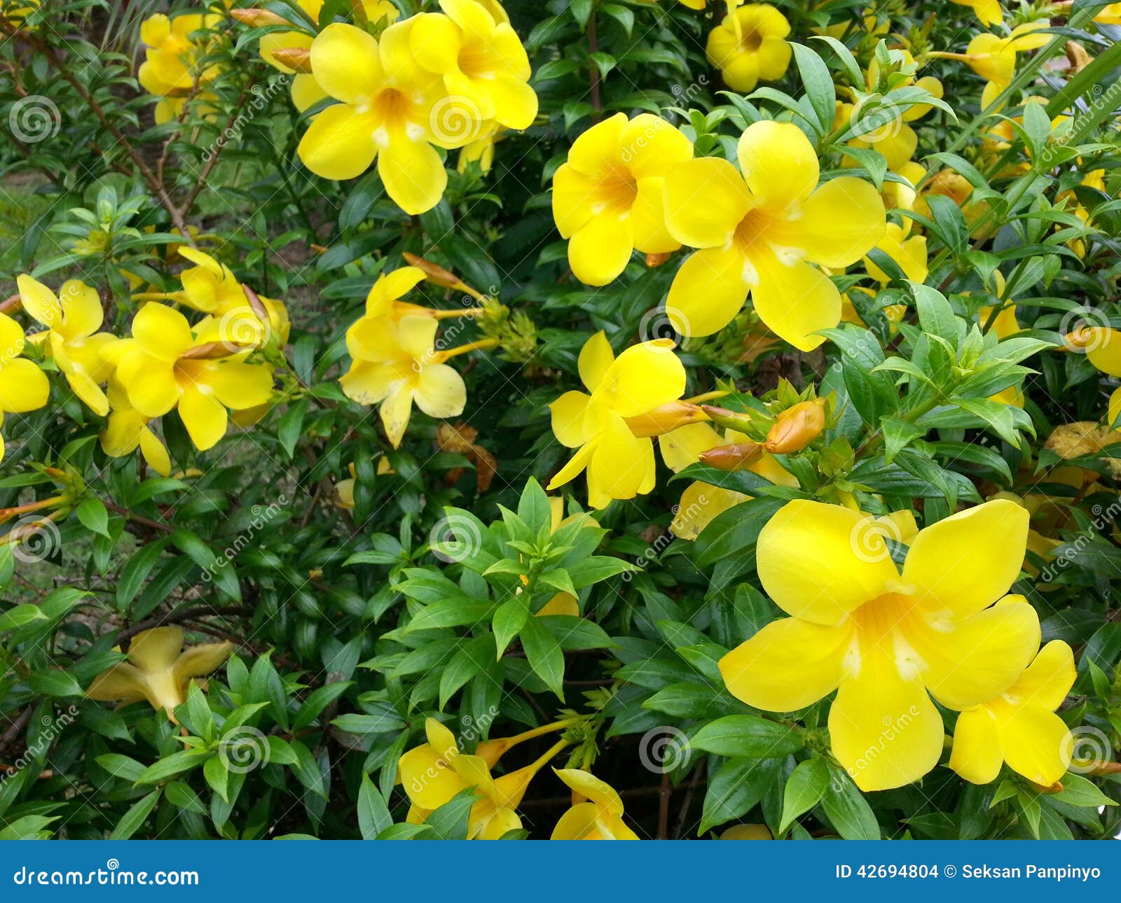 Allamanda cathartica stock photo. Image of allamanda - 42694804