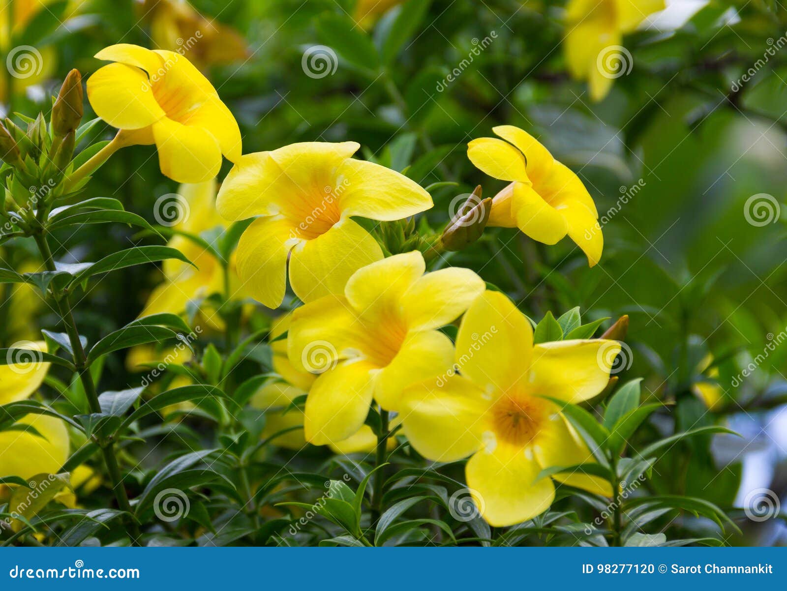 Allamanda Cathartica Flower Blooming on Tree. Stock Photo - Image of ...