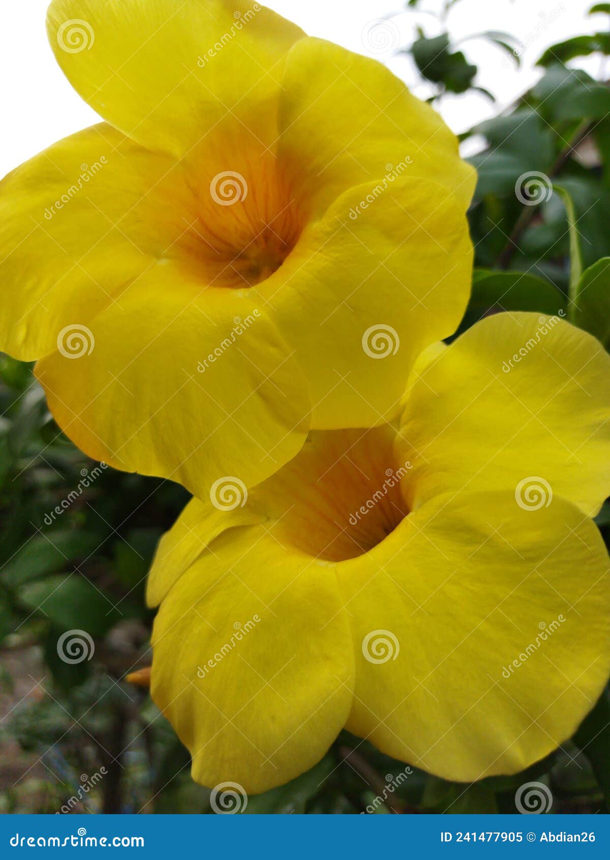 Bunga Terompet From Grandfather Farm Royalty-Free Stock Image ...