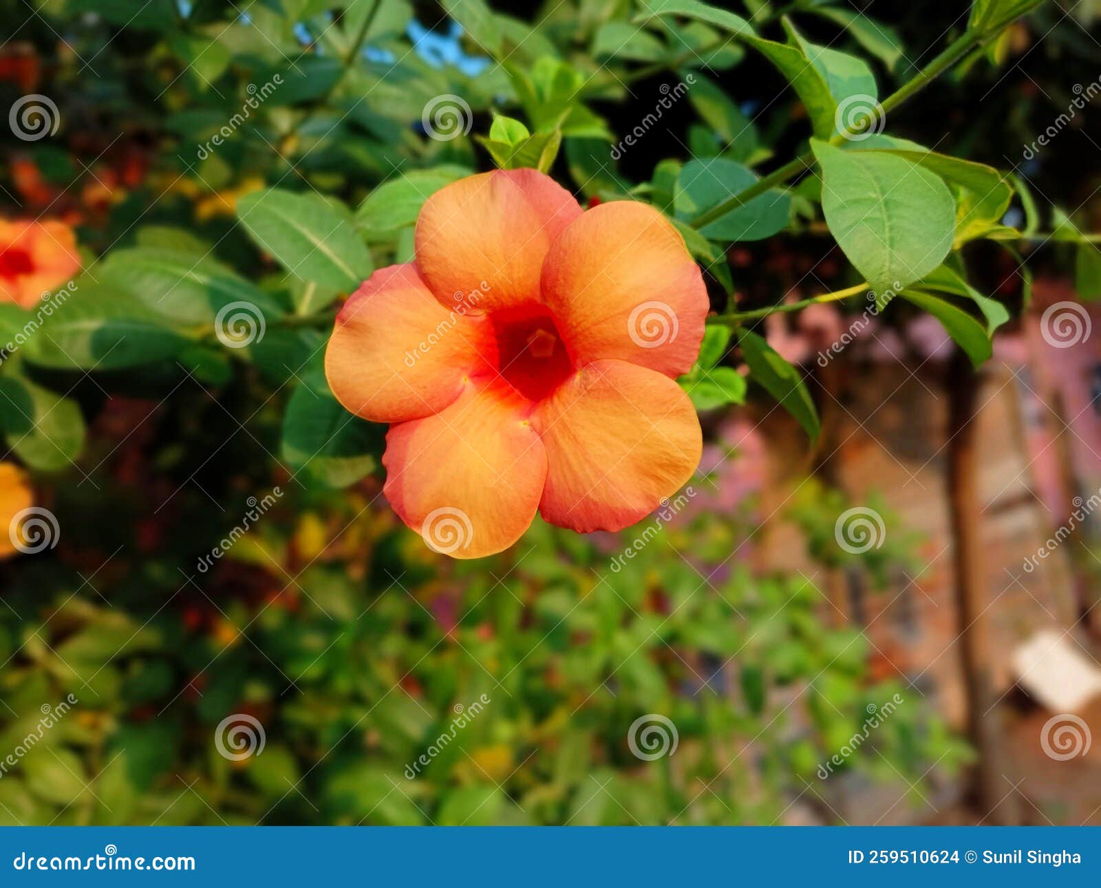 Allamanda Chathartika Flowe Plants of Boragaon Assam3 Stock Photo ...