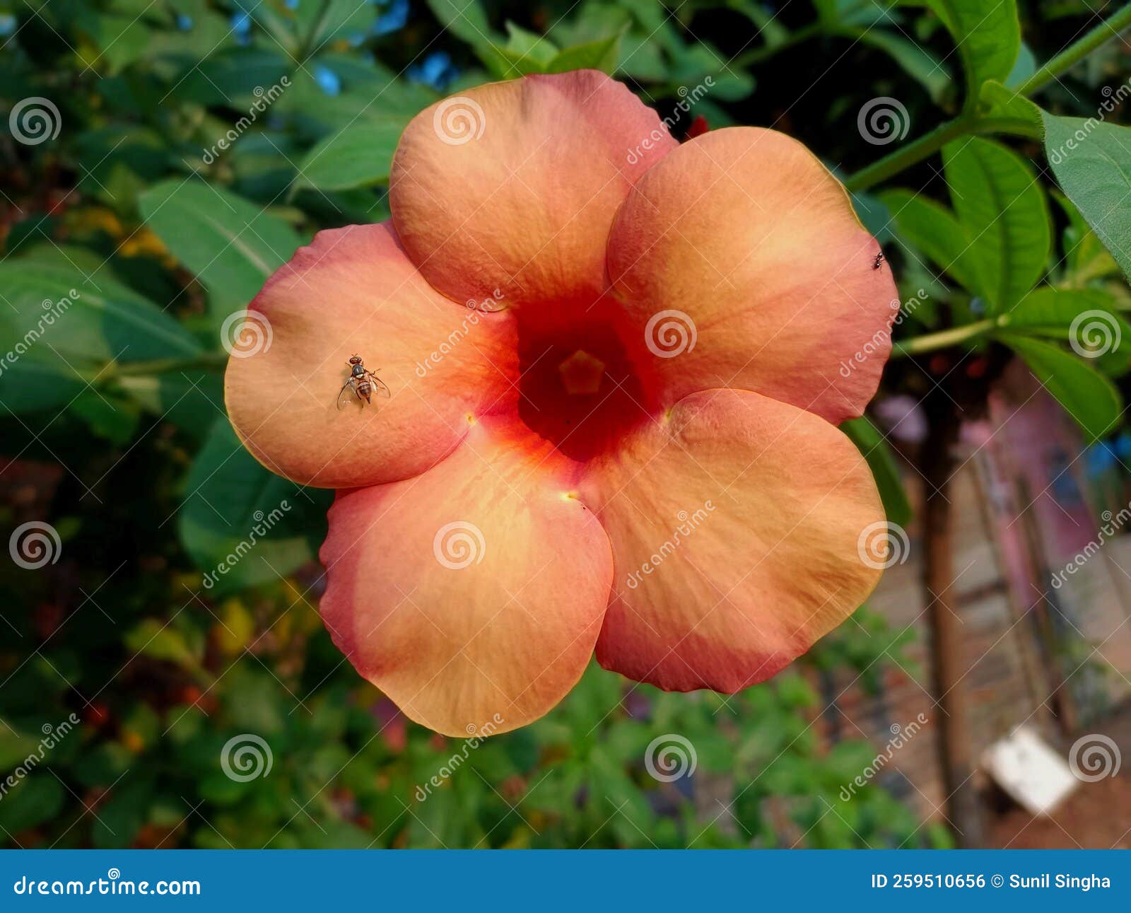 Allamanda Chathartika Flowe Plants of Boragaon Assam3 Stock Photo ...