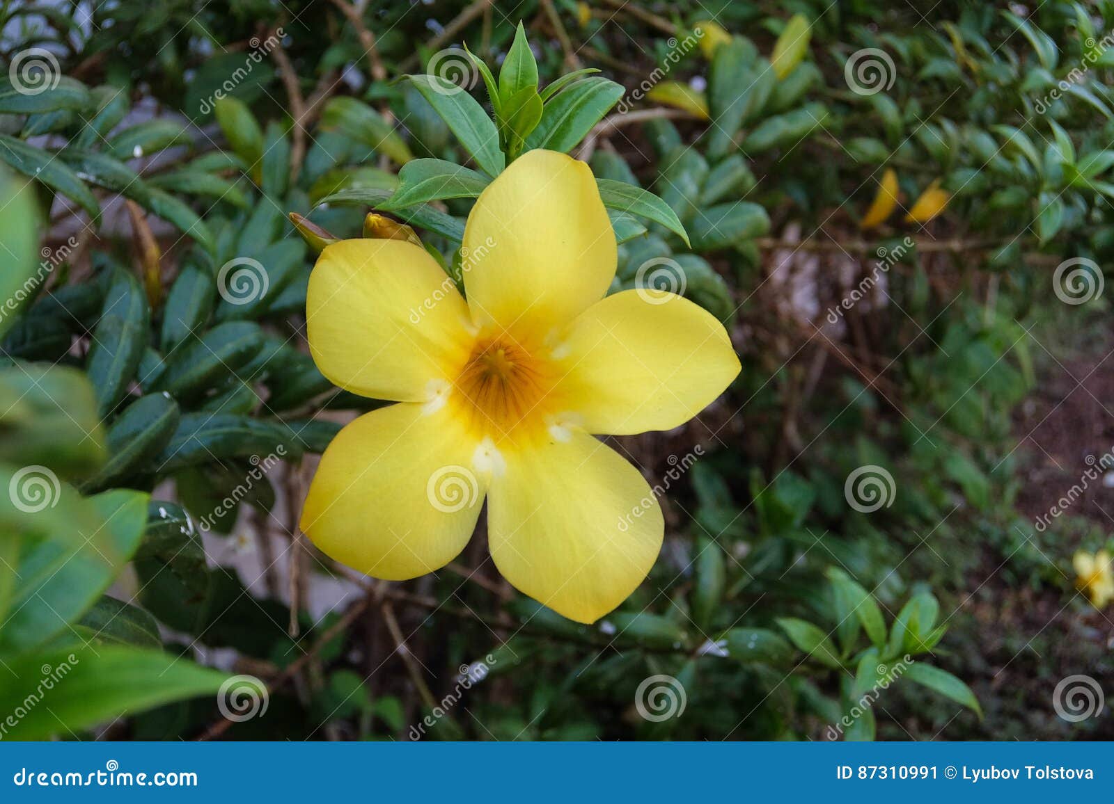 Wild Allamanda Thailand Stock Photos - Free & Royalty-Free Stock Photos ...