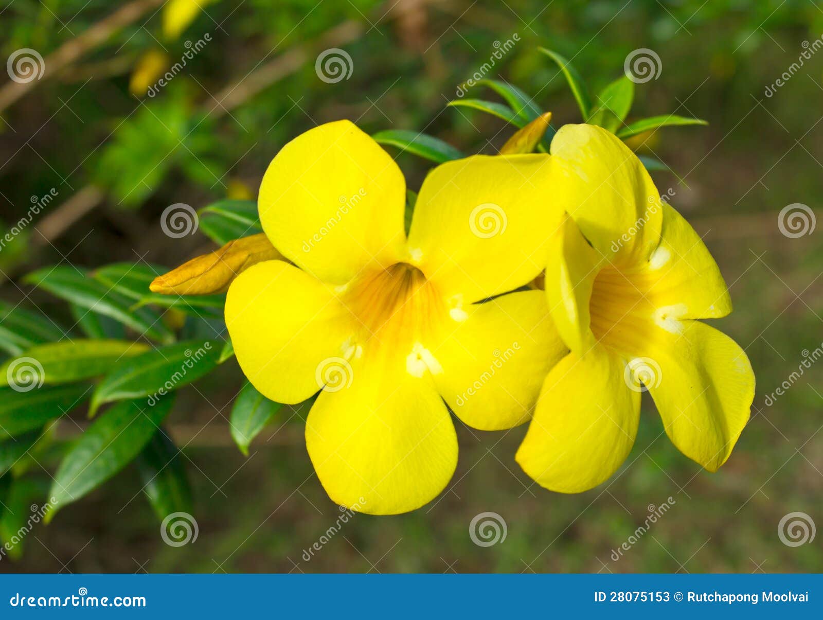 Allamanda, Fiore Di Tromba Dorata Immagine Stock - Immagine di pianta ...