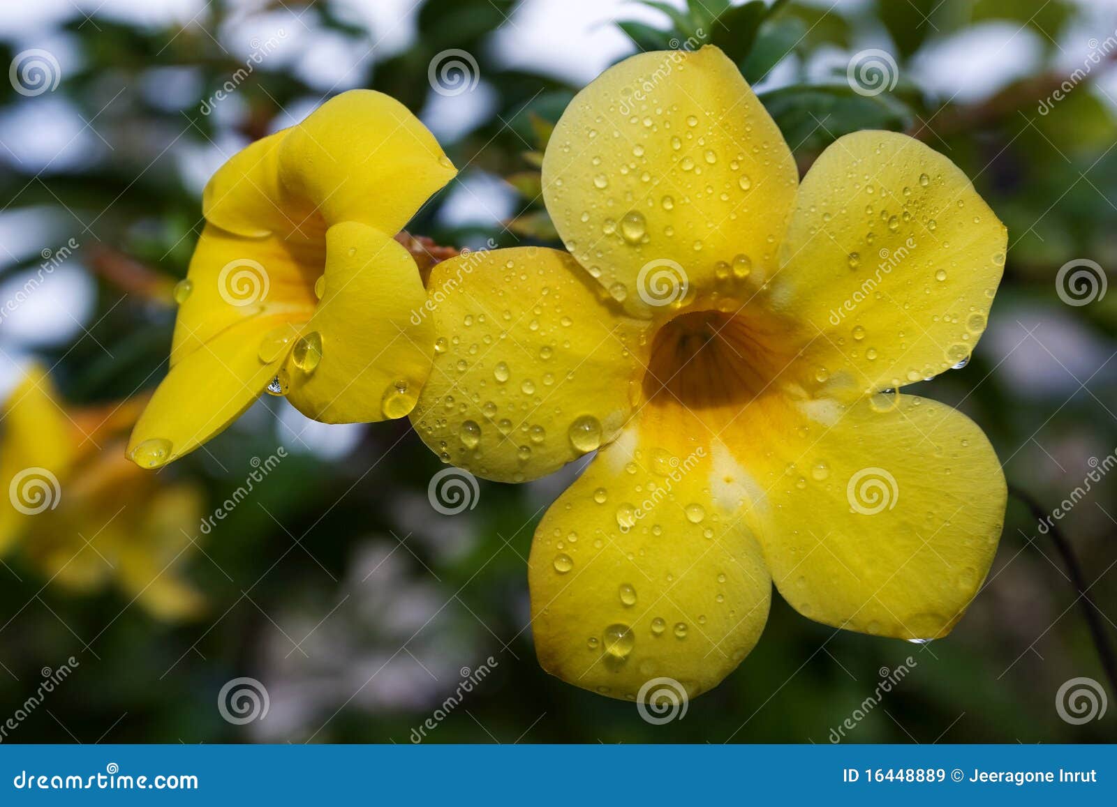 Allamanda Flower stock image. Image of allamanda, pretty - 16448889