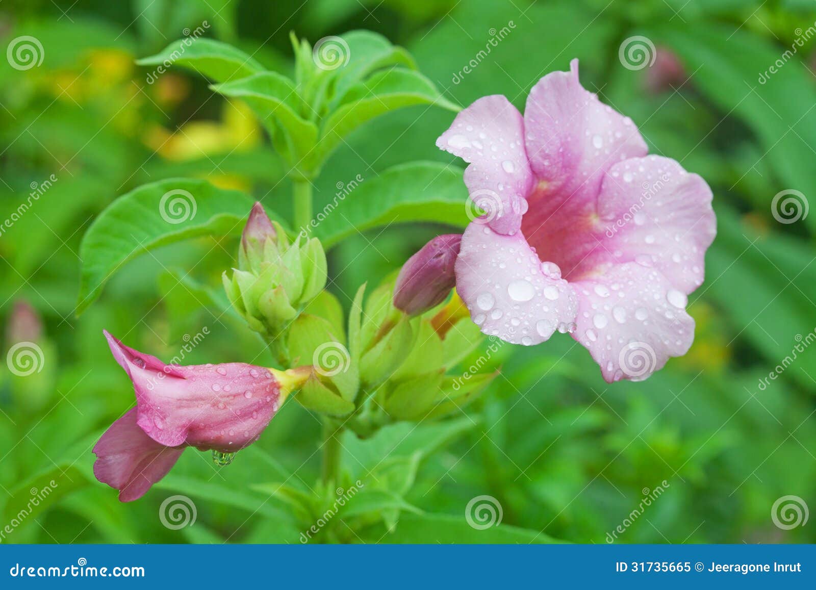 Allamanda Flower stock image. Image of plant, bell, flower - 31735665