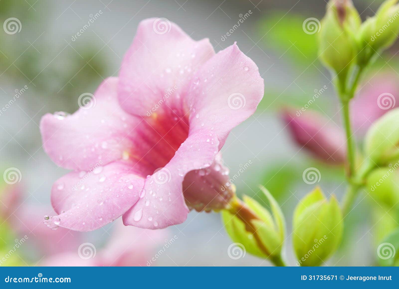 Allamanda Flower stock image. Image of floral, element - 31735671