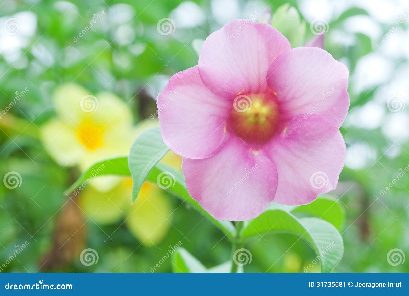 Allamanda Flower stock image. Image of element, asia - 31735681