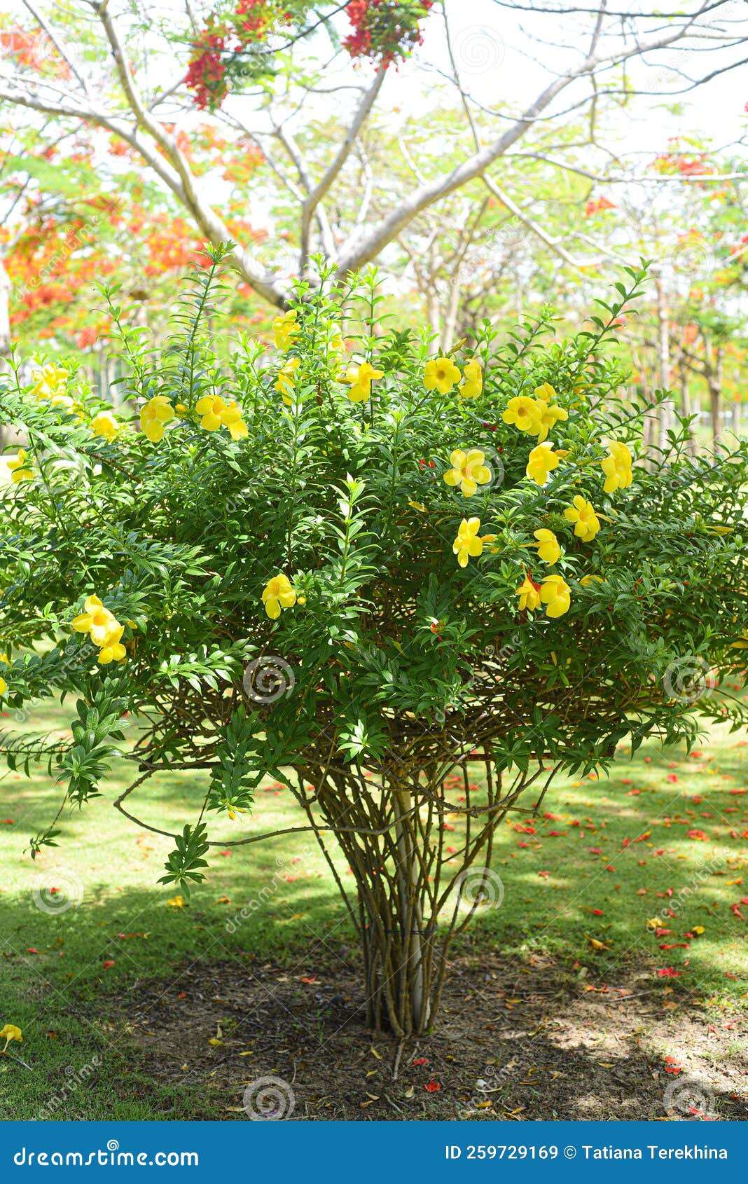 Allamanda Flower Growing in Vietnam Close Up Stock Image - Image of ...