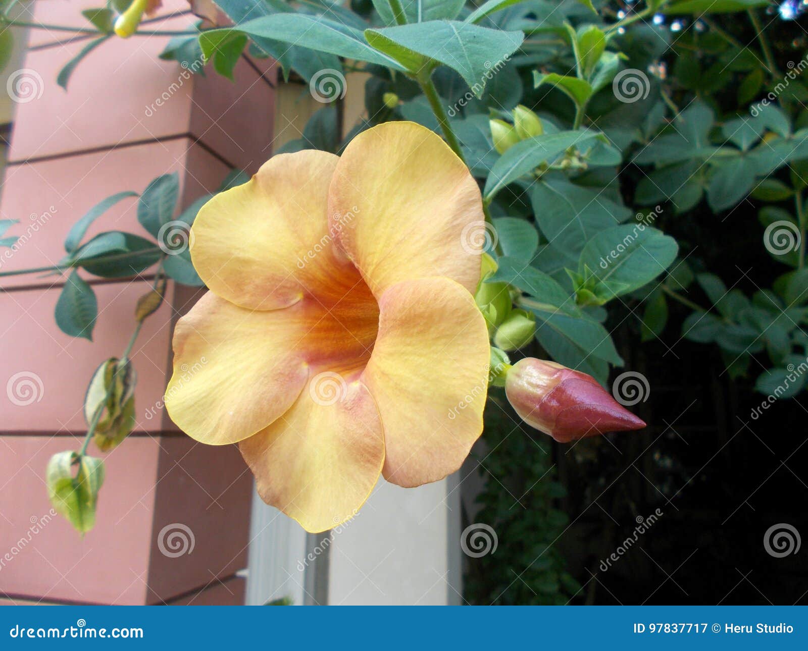 Allamanda flower stock image. Image of beauty, closeup - 97837717