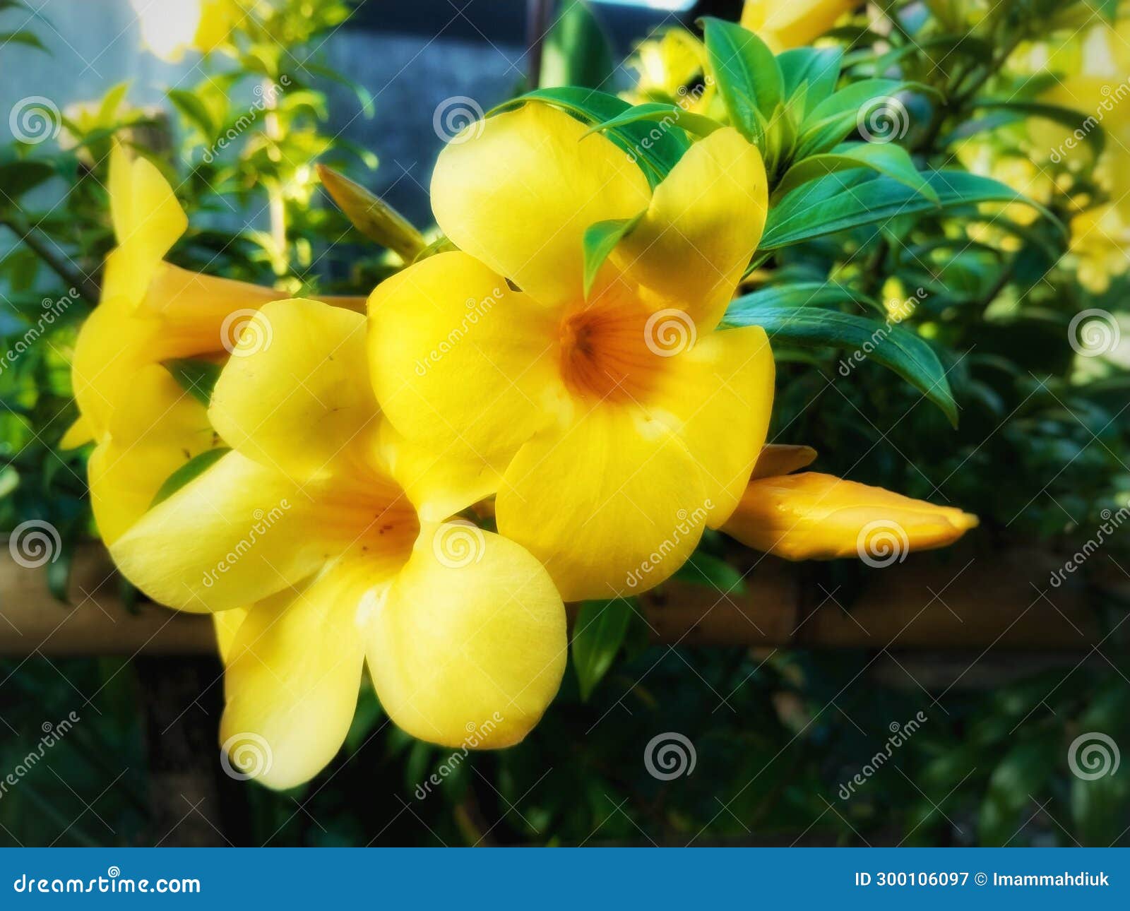 Allamanda Flower Seen from the Front Angle Stock Image - Image of ...