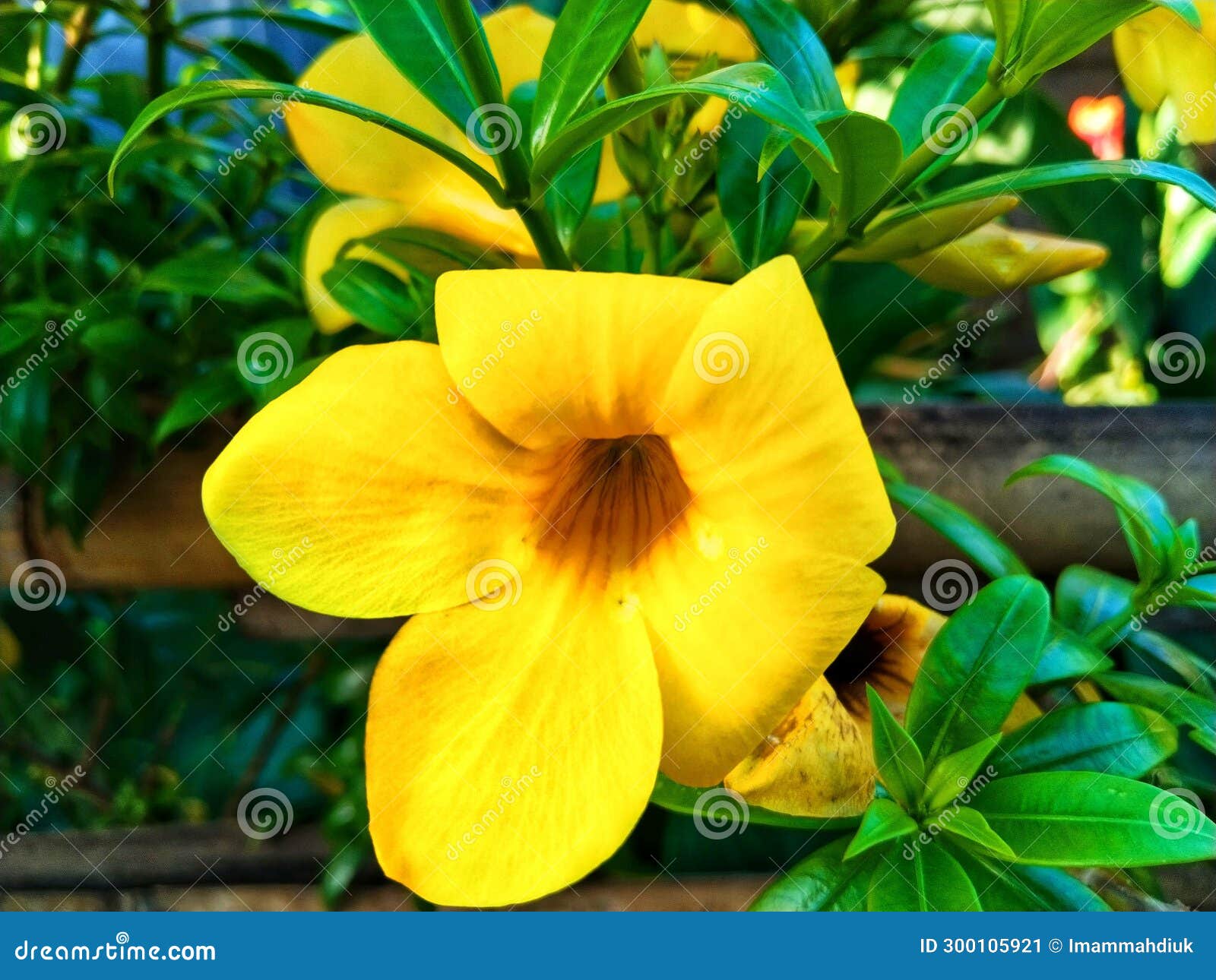 Allamanda Flower Seen from the Middle Angle Stock Image - Image of ...