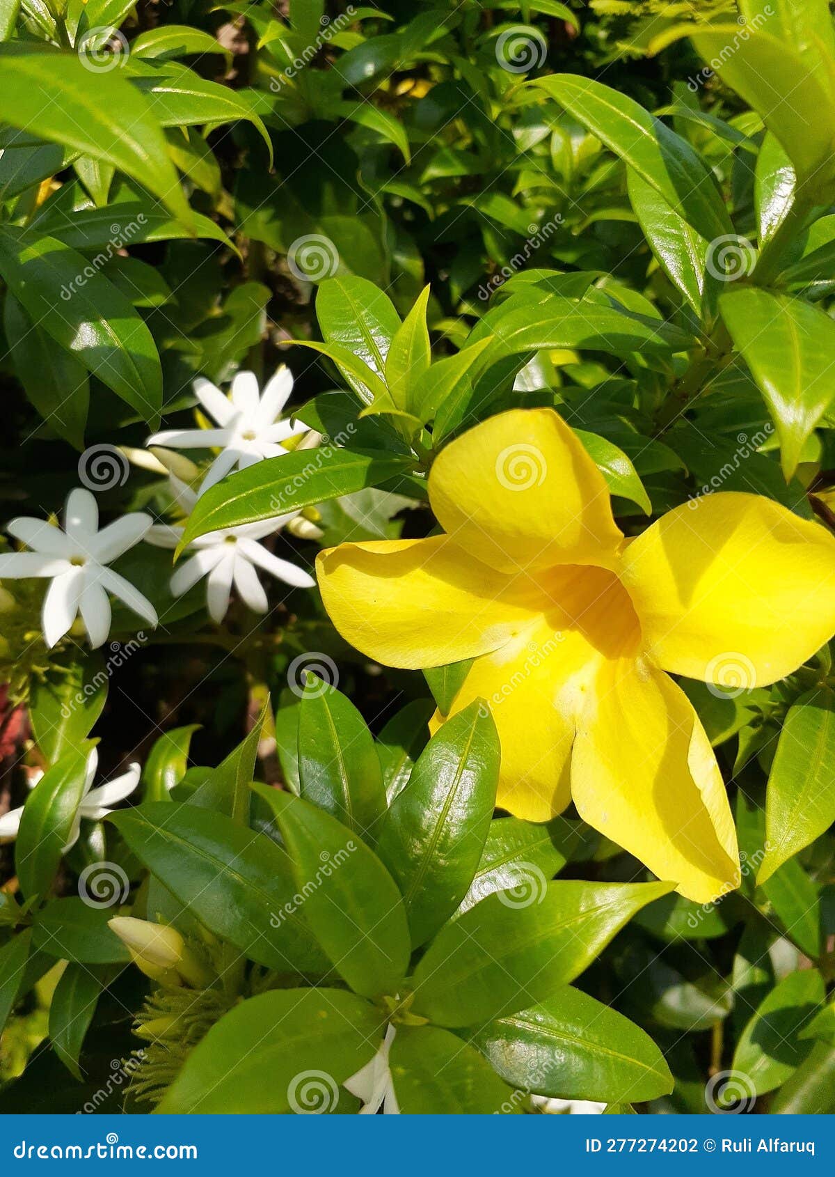 Allamanda Flowers are Blooming Beautifully Stock Photo - Image of ...