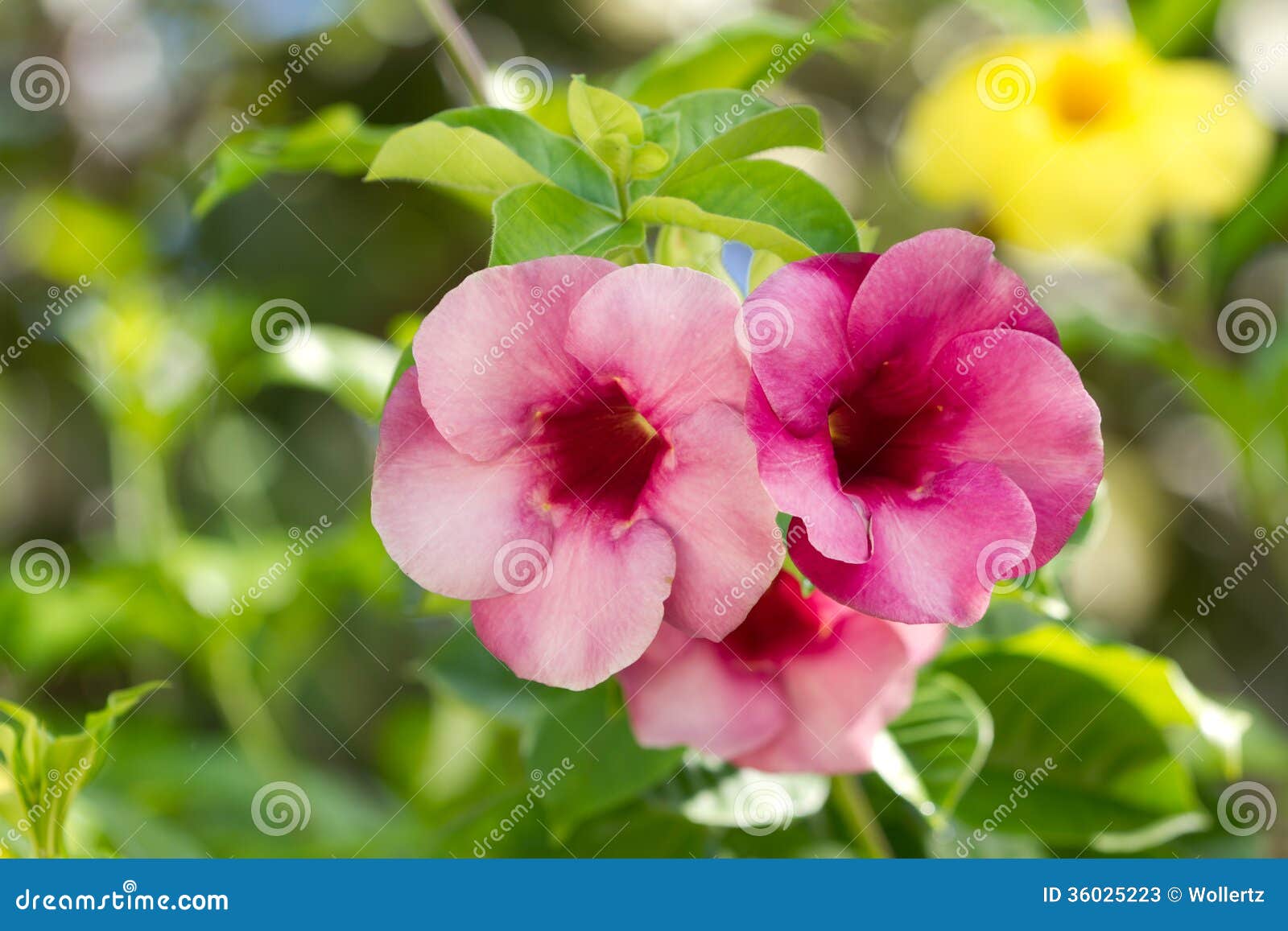 Allamanda flowers stock image. Image of nature, delicate - 36025223