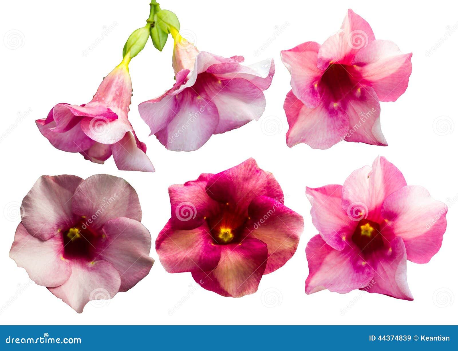 Allamanda purple pink stock image. Image of numerous - 44374839