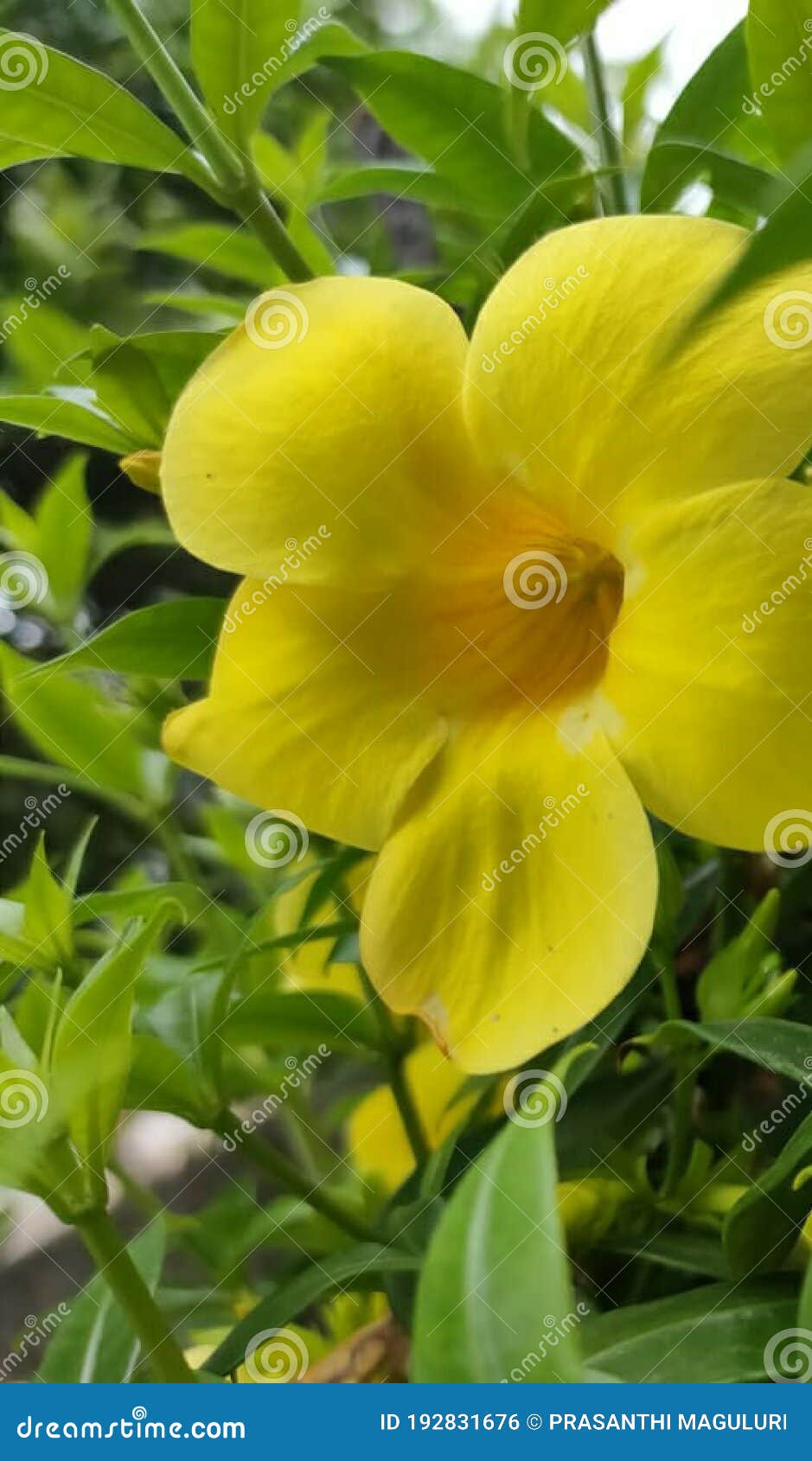 Allamanda Schottii, Commonly Known As Bush Allamanda, Stock Photo ...