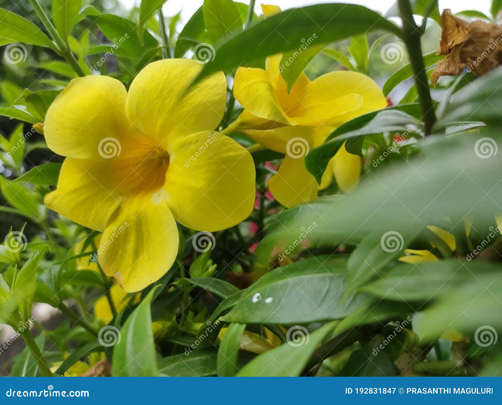 Allamanda Schottii, Commonly Known As Bush Allamanda, Stock Image ...