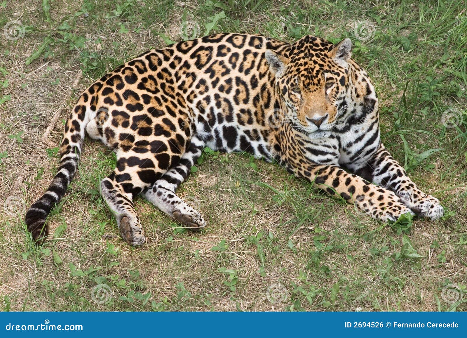 Allarme del giaguaro fotografia stock. Immagine di undomesticated - 2694526