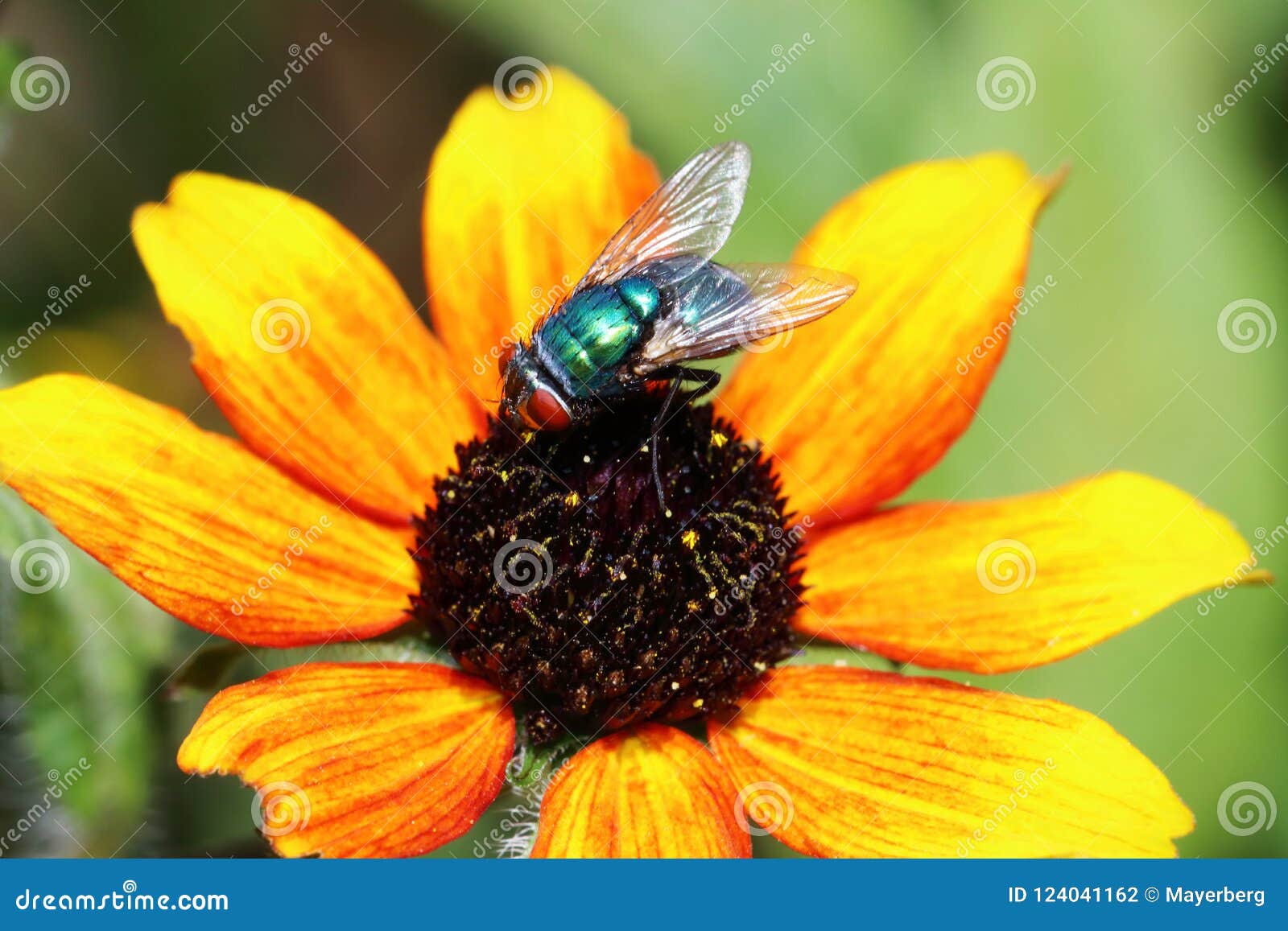 Alle Insecten Komen Op De Bloemennectar Stock Foto - Image of ...