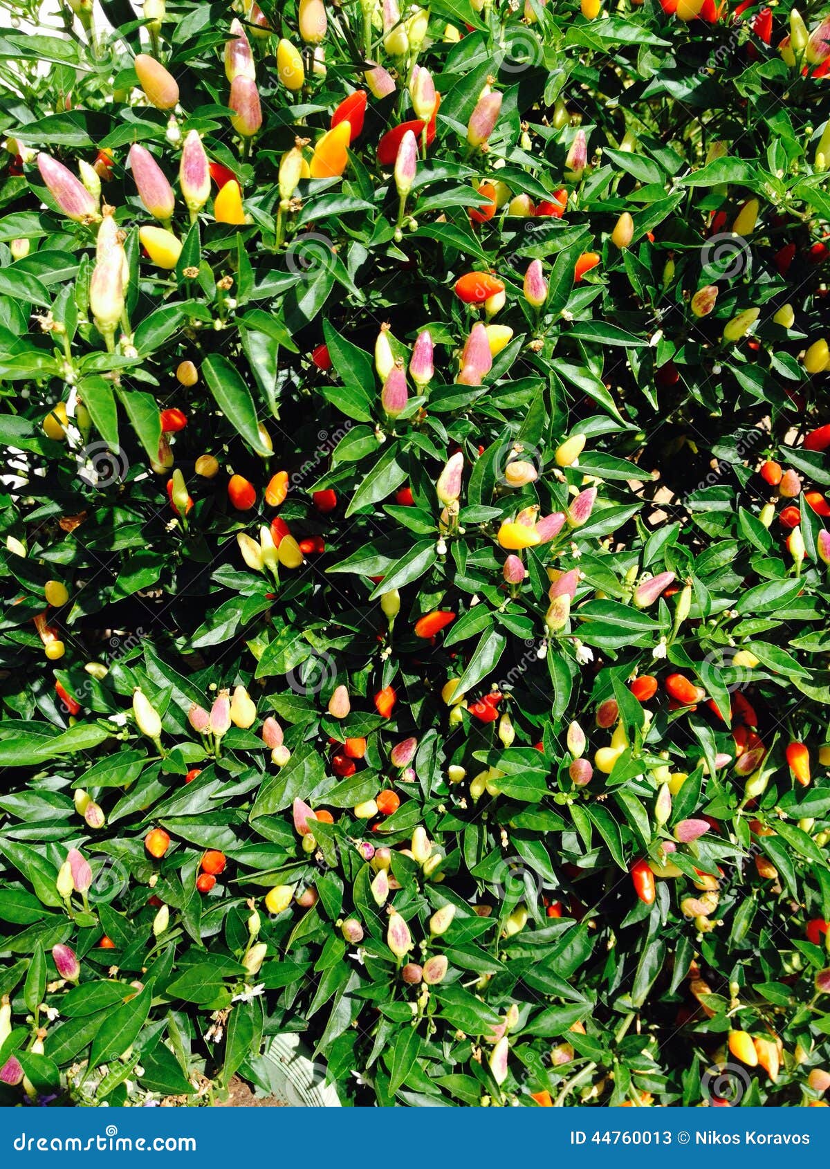 Alle kleuren van peper stock afbeelding. Image of peper - 44760013