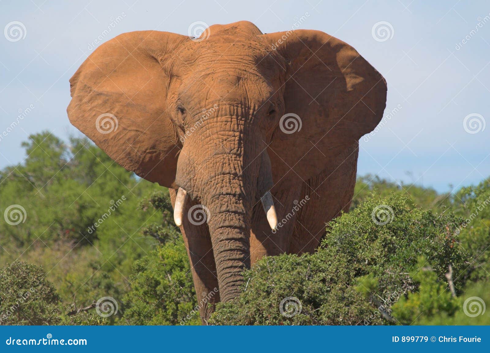 Alle Oren stock afbeelding. Image of monster, oren, dieren - 899779