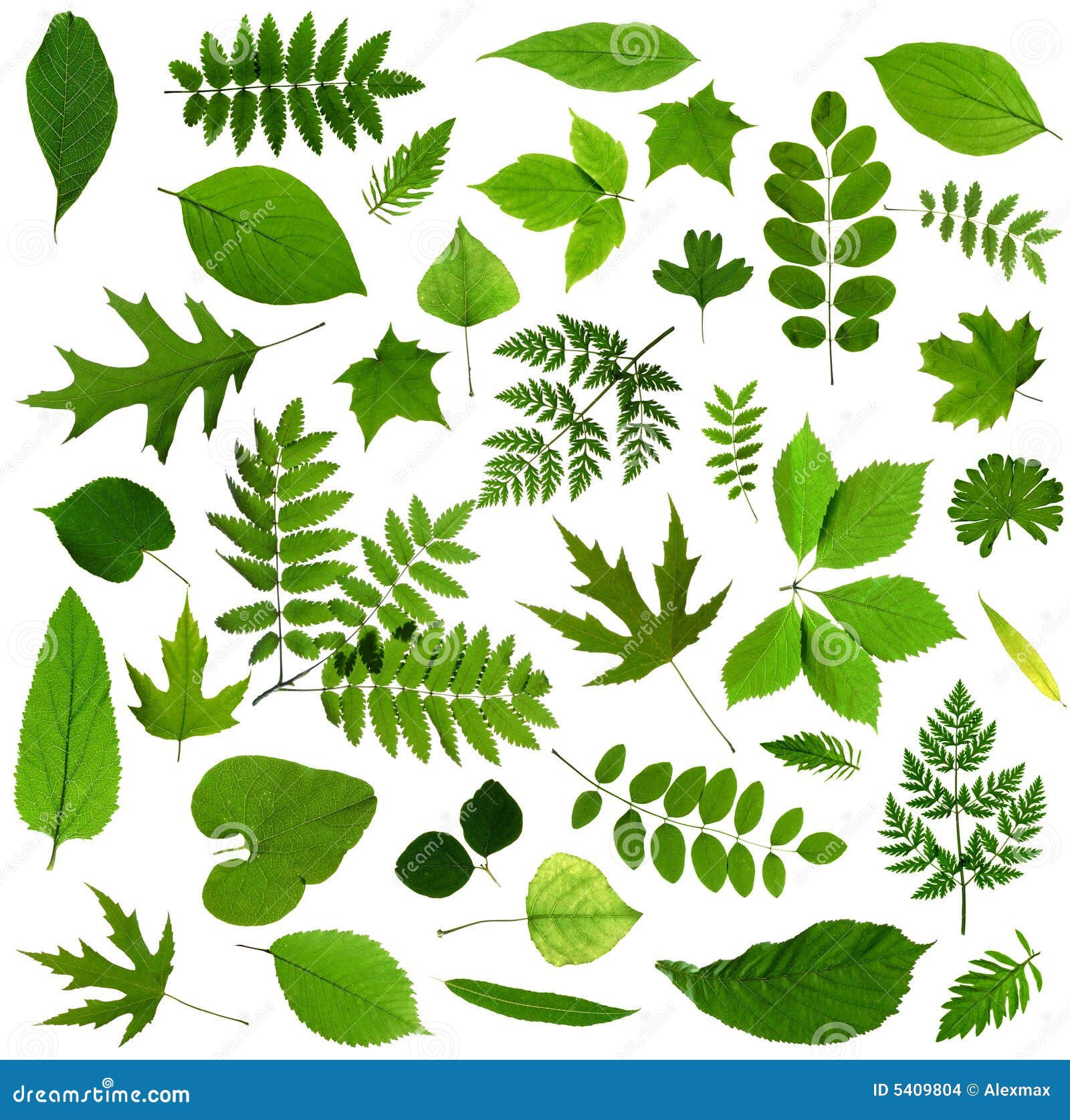 Alle Soorten Van Groene Bladeren Stock Foto - Afbeelding: 5409804