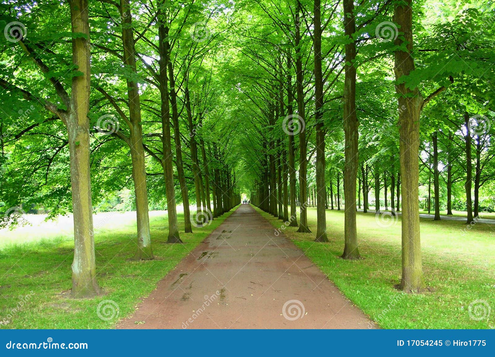 Allee Bild. Bild: 17054245