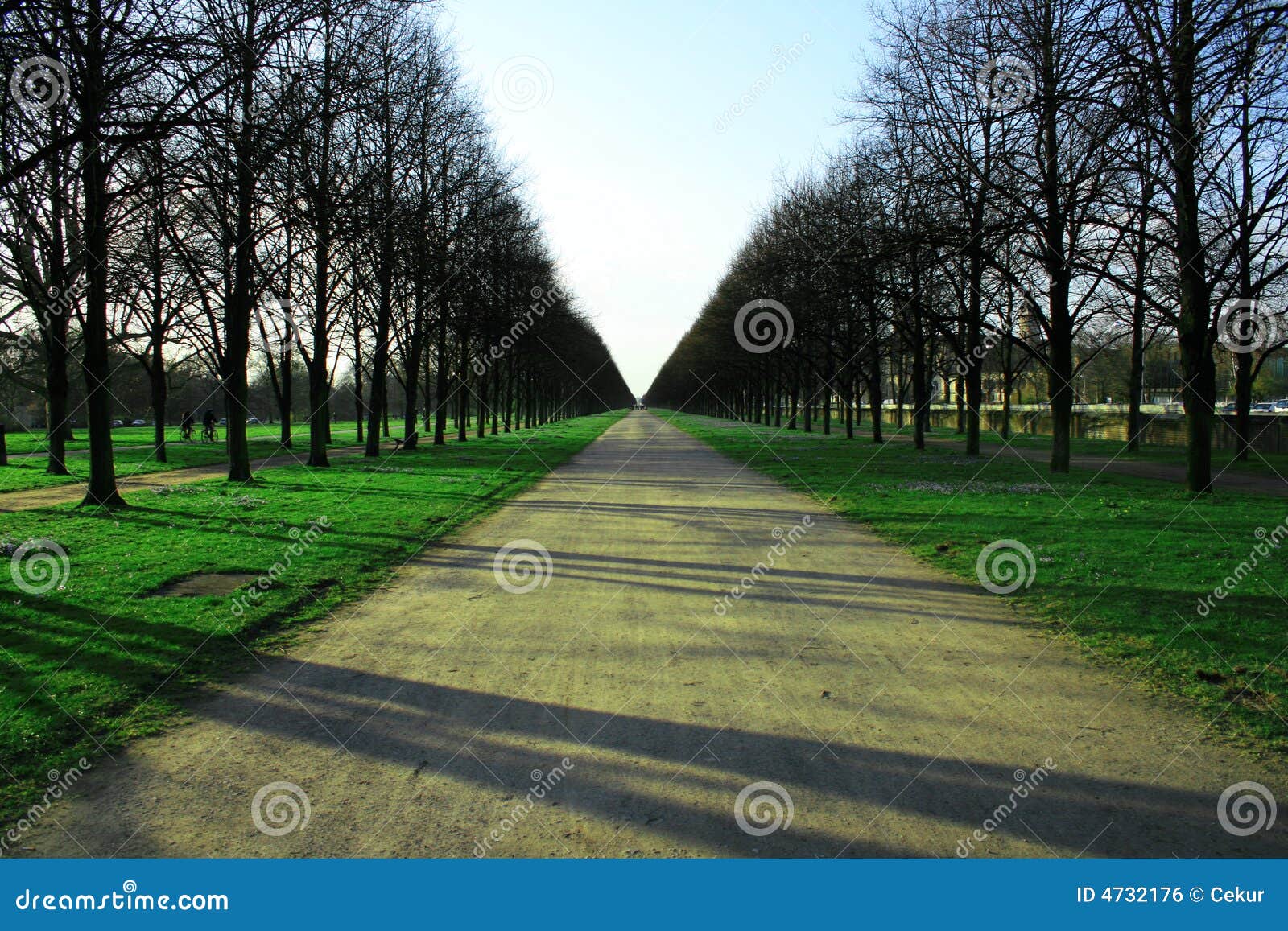 Allee stock photo. Image of avenues, tree, perspective - 4732176
