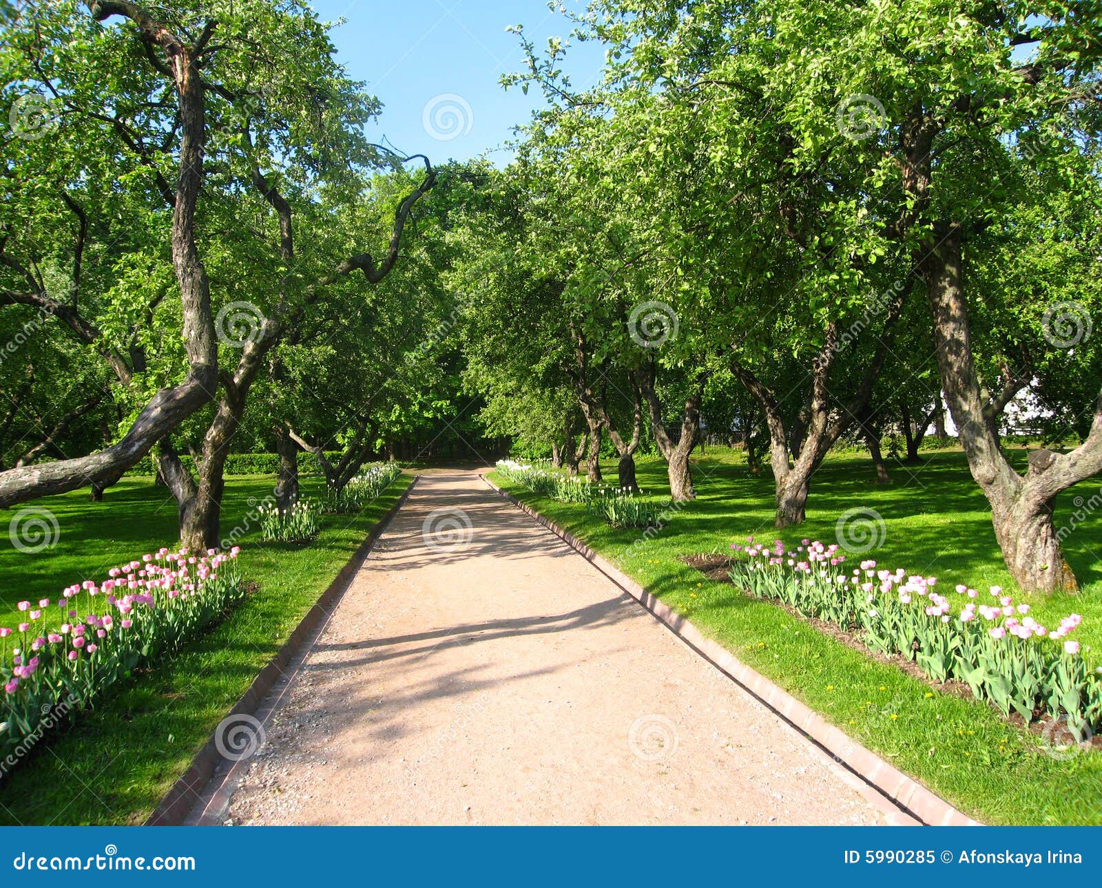 Allee im Apfelgarten. stockbild. Bild von apfel, landschaft - 5990285