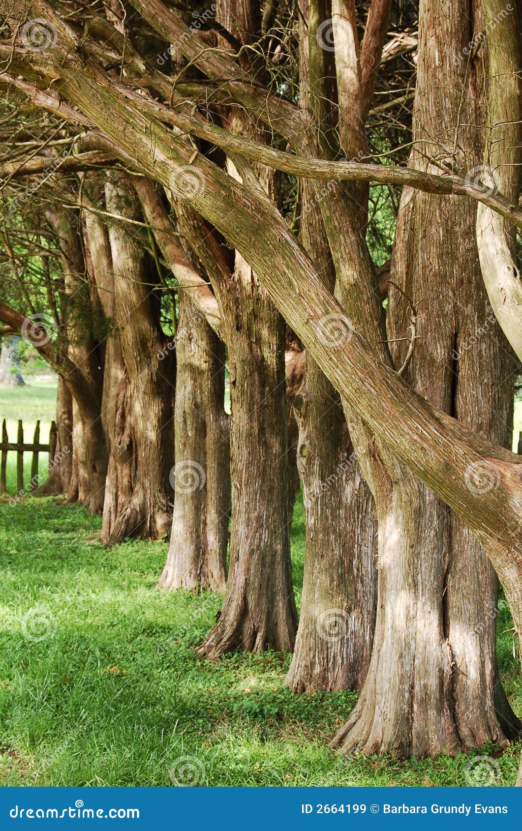 Allee of Trees in Afternoon Stock Image - Image of garden, pathway: 2664199