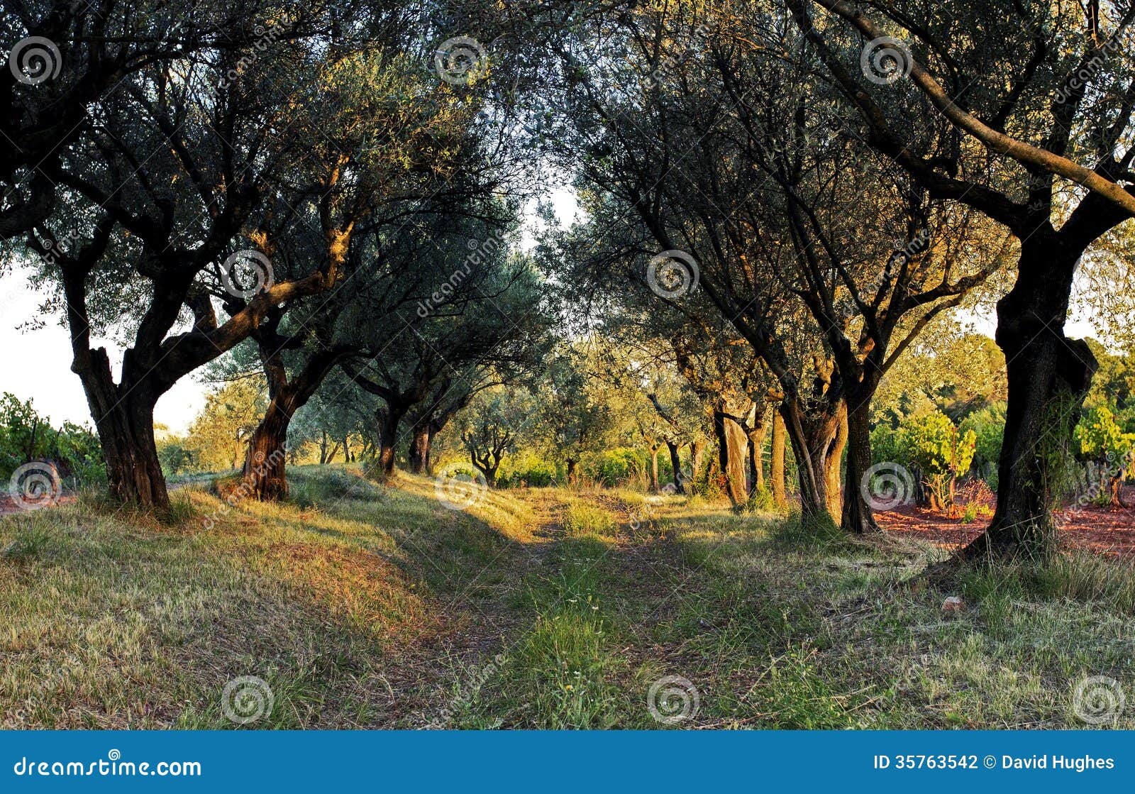 Allee Von Olive Trees Durch Ein Rebyard Stockfoto - Bild von reben ...